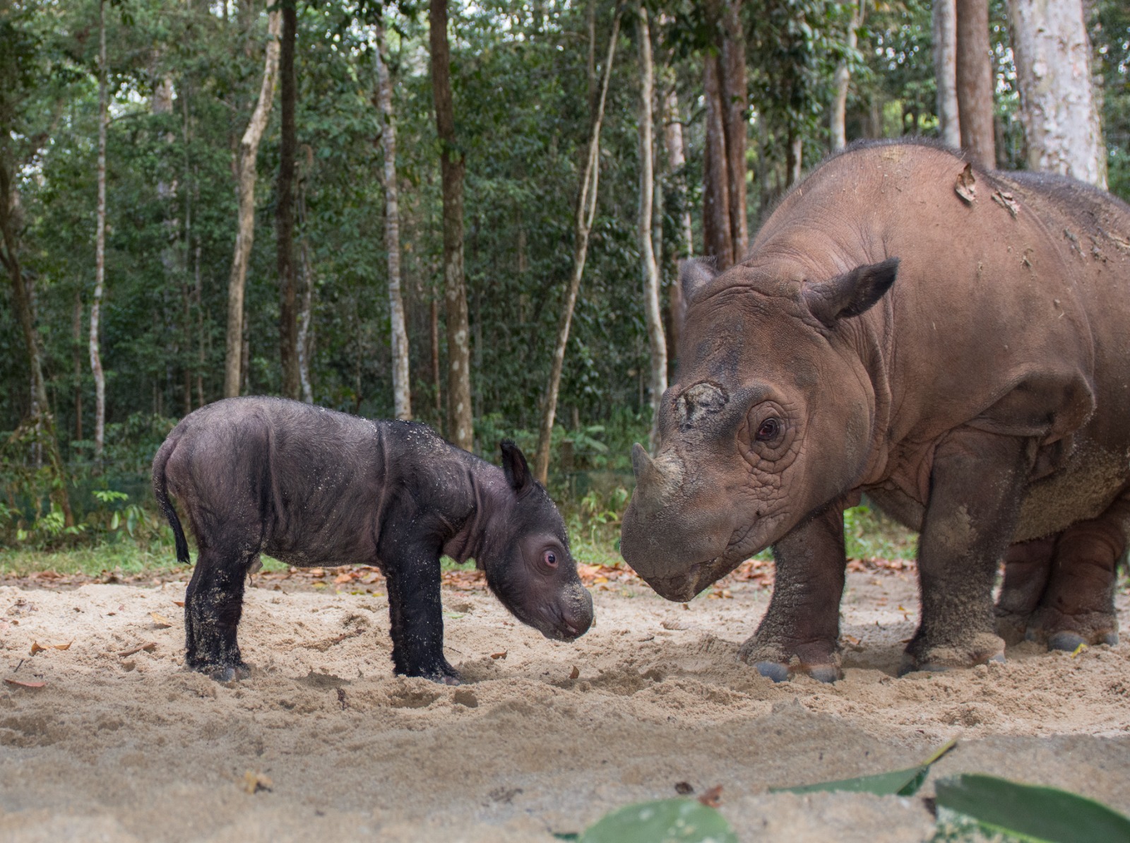 Kabar Gembira, Bayi Badak Sumatra Lahir di Taman Nasional Way Kambas