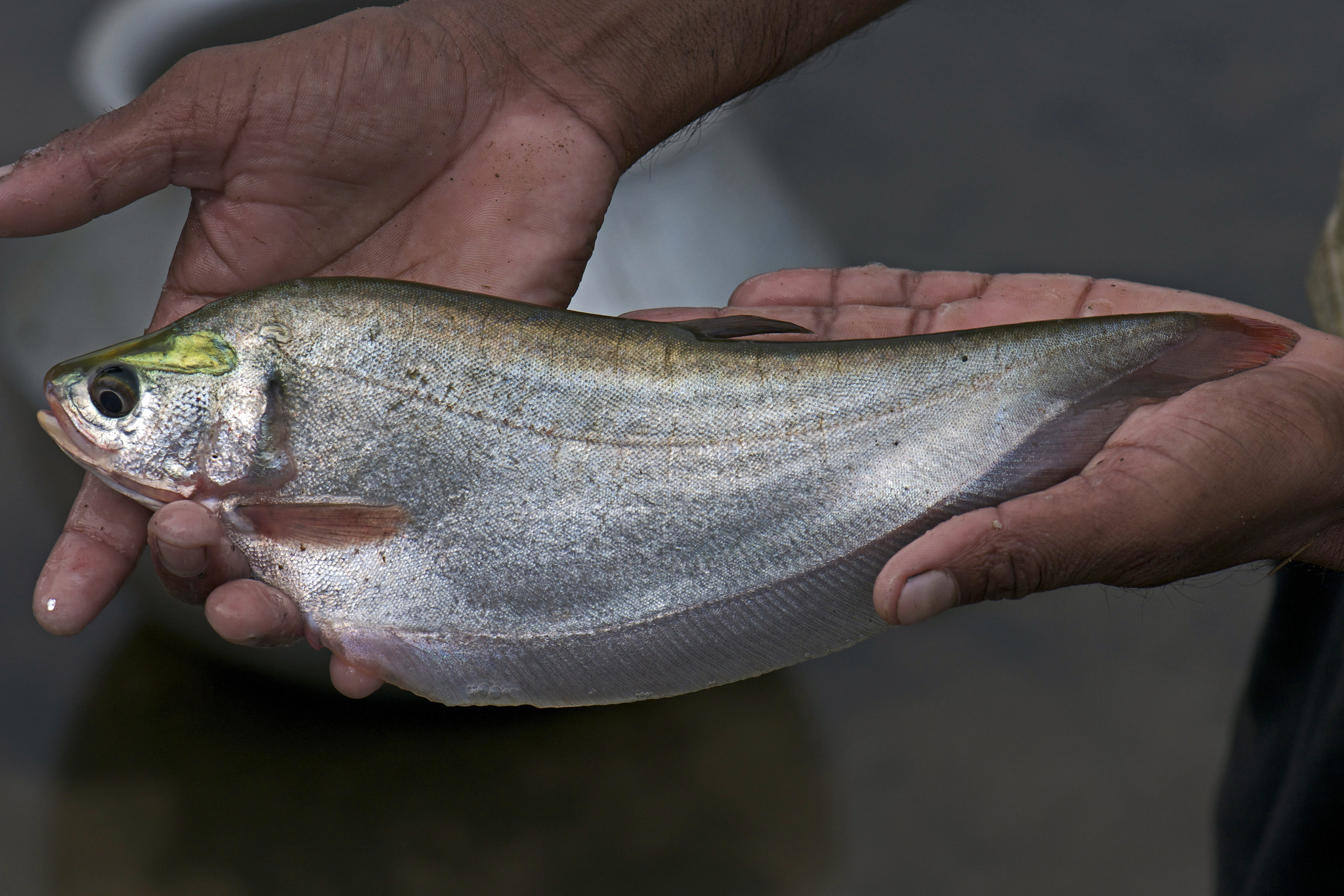 Mengenal Ikan Putak yang Dianggap Sama dengan Ikan Belida, Benarkah Langka?