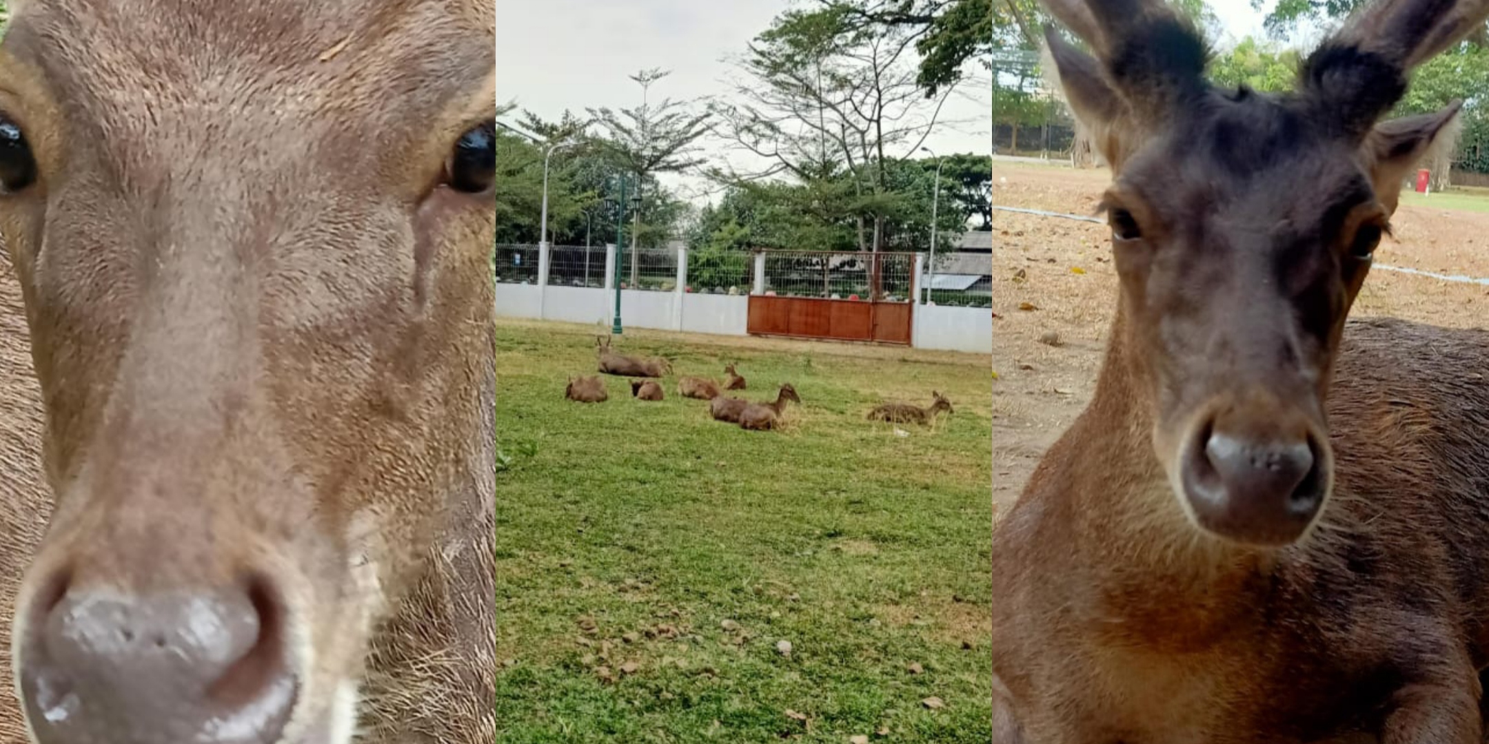 Bermain Bersama Rusa di Taman Balekambang, Apakah Rusa Bahagia?