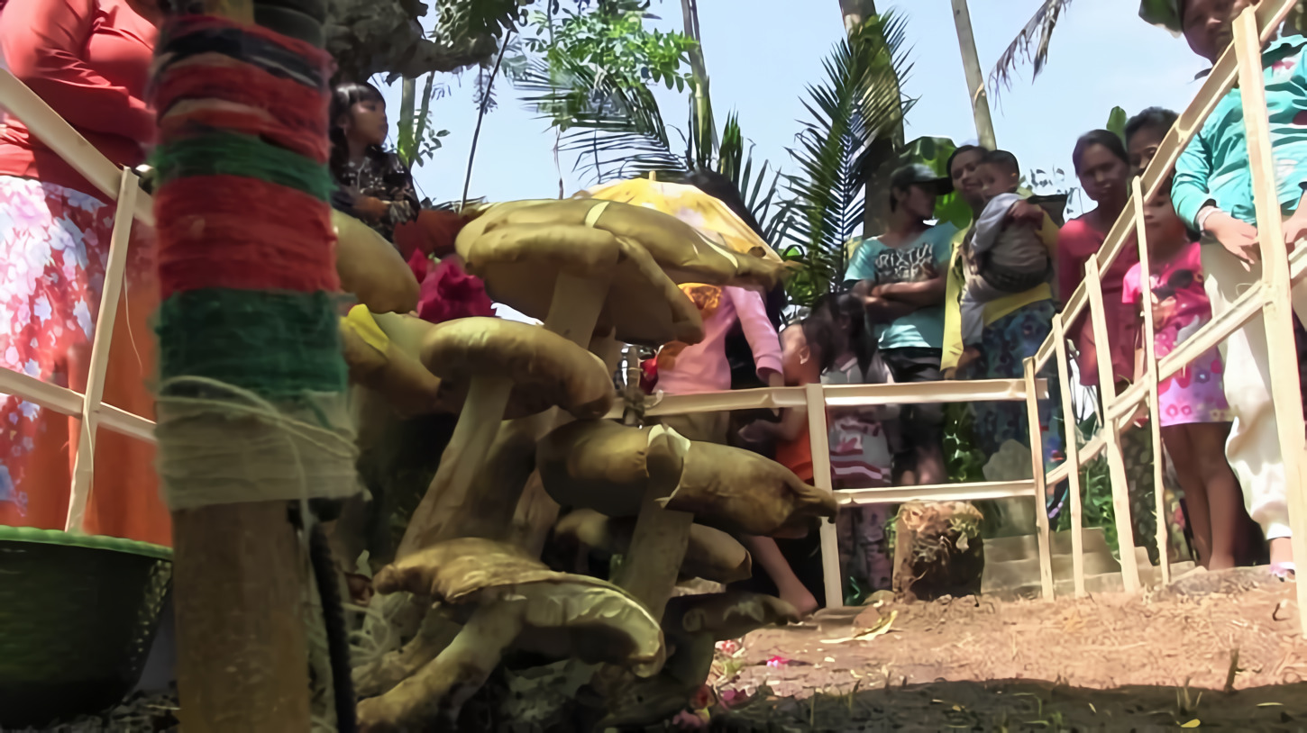 Masuki Musim Hujan, Mengapa Jamur Raksasa Tumbuh Subur di Wilayah ...