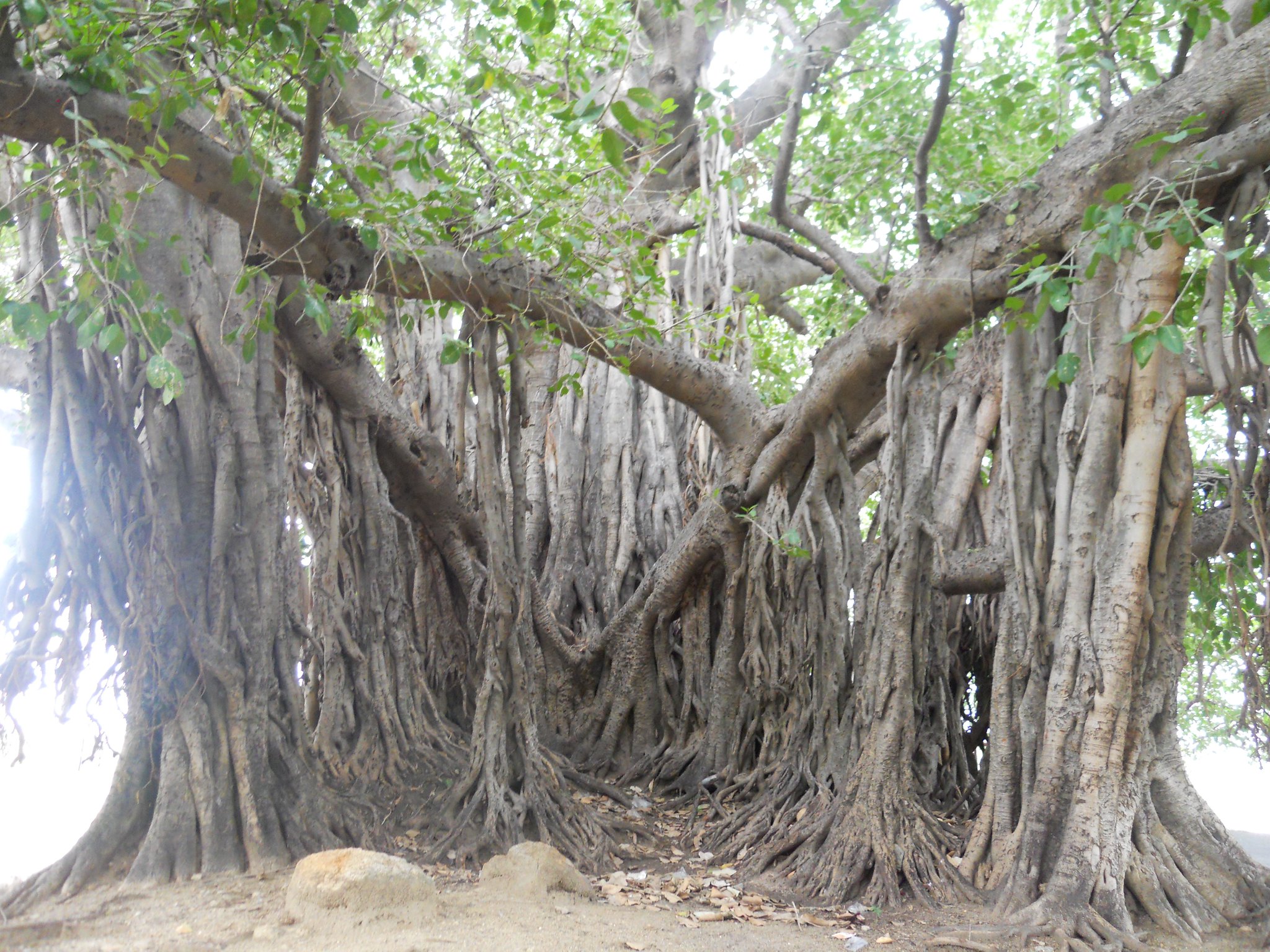 Berkat Mitos Pohon Angker, Desa Margoyoso Berubah dari Daerah Kering ...