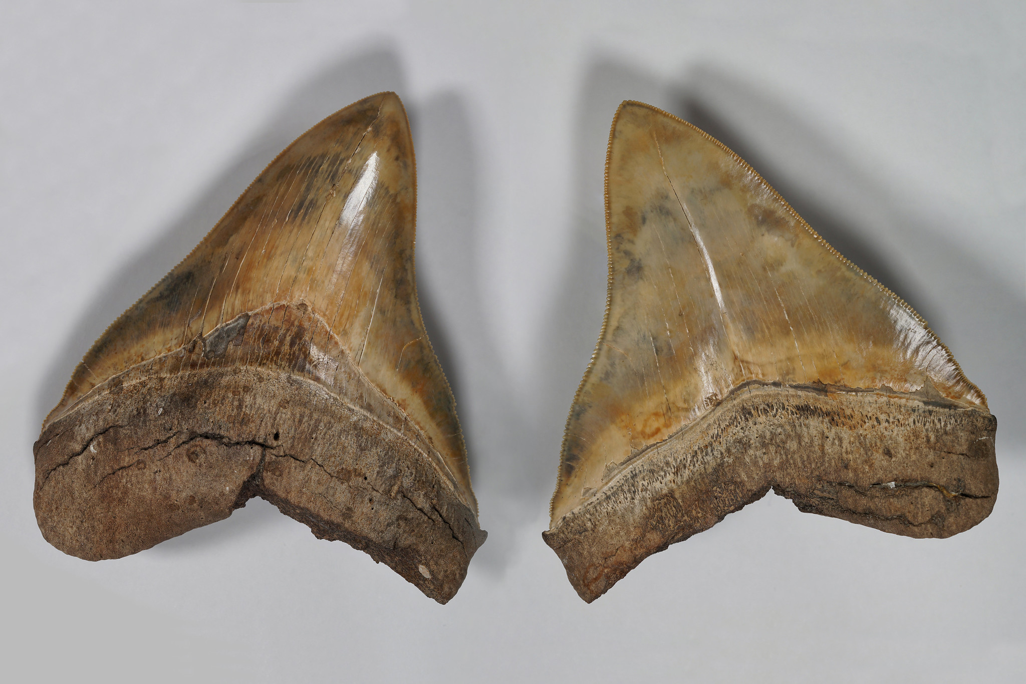 Kisah Para Pemburu Gigi Hiu Megalodon yang Dihargai Ratusan Juta