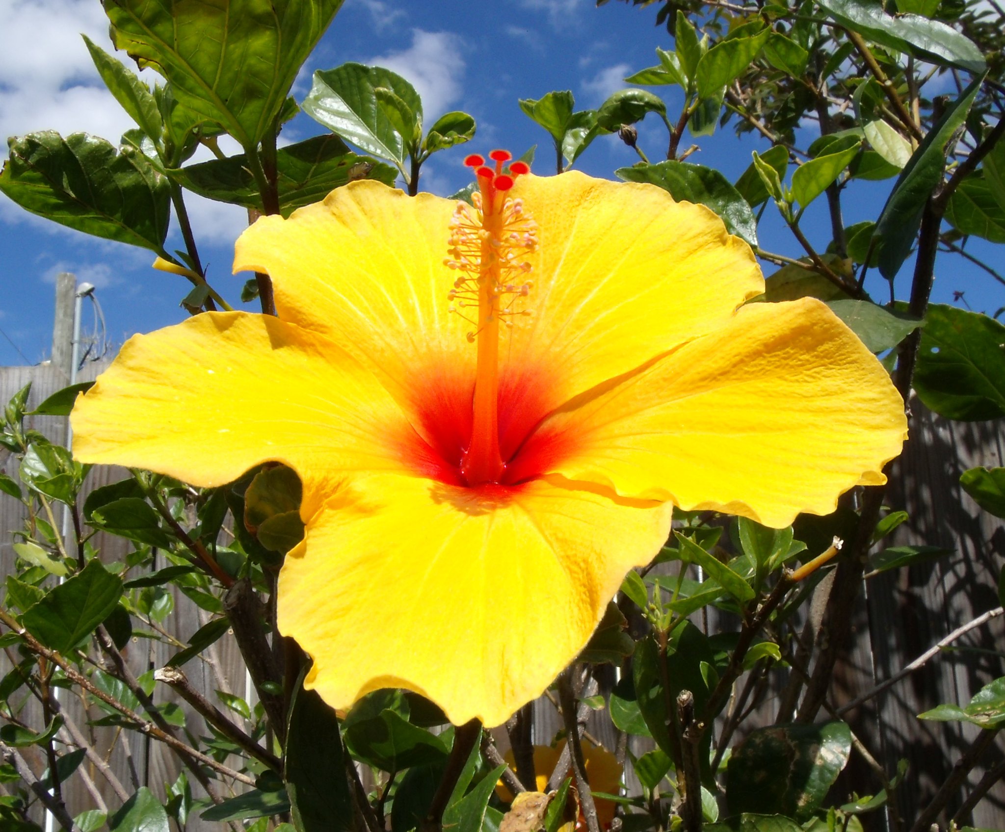 Mengenal Bagian-Bagian Bunga: Struktur, Fungsi, dan Contoh Gambarnya