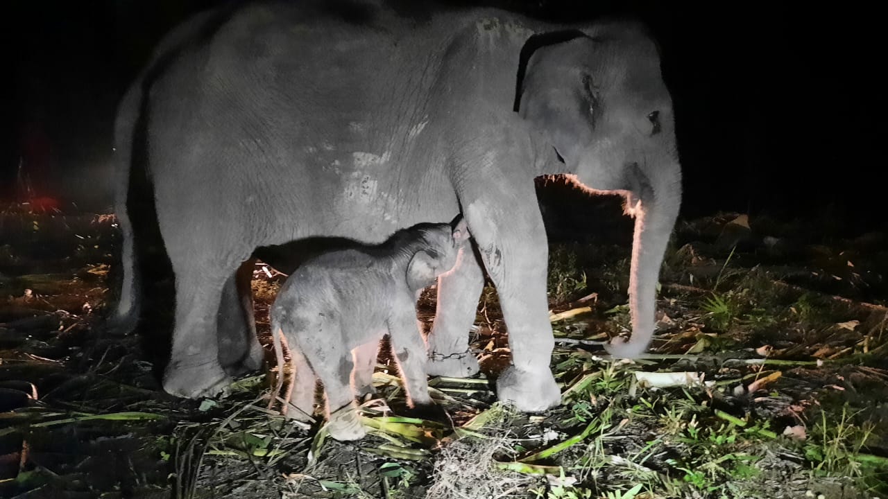 Bayi Gajah Sumatra Lahir di PKG Sebangau Riau