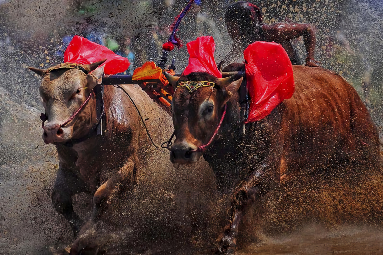 Pulau Sapudi, Kisah Dewa dan Dewi Sapi yang Jadi Simbol Kehormatan