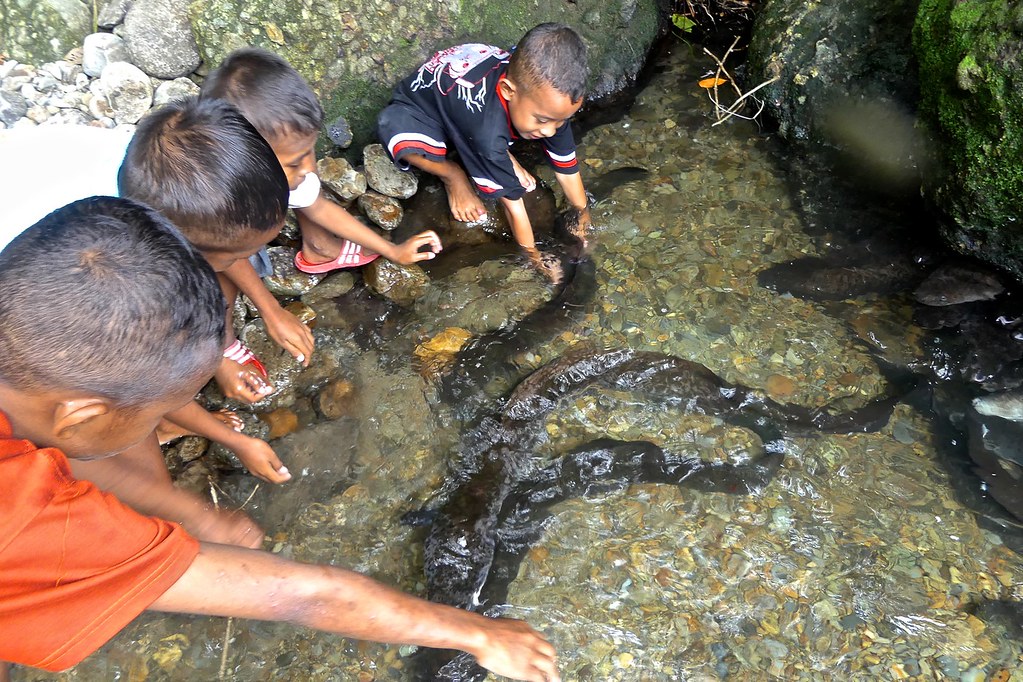 Sosok Keramat Morea, Belut Raksasa Sang Penjaga Mata Air Sungai Waiselaka