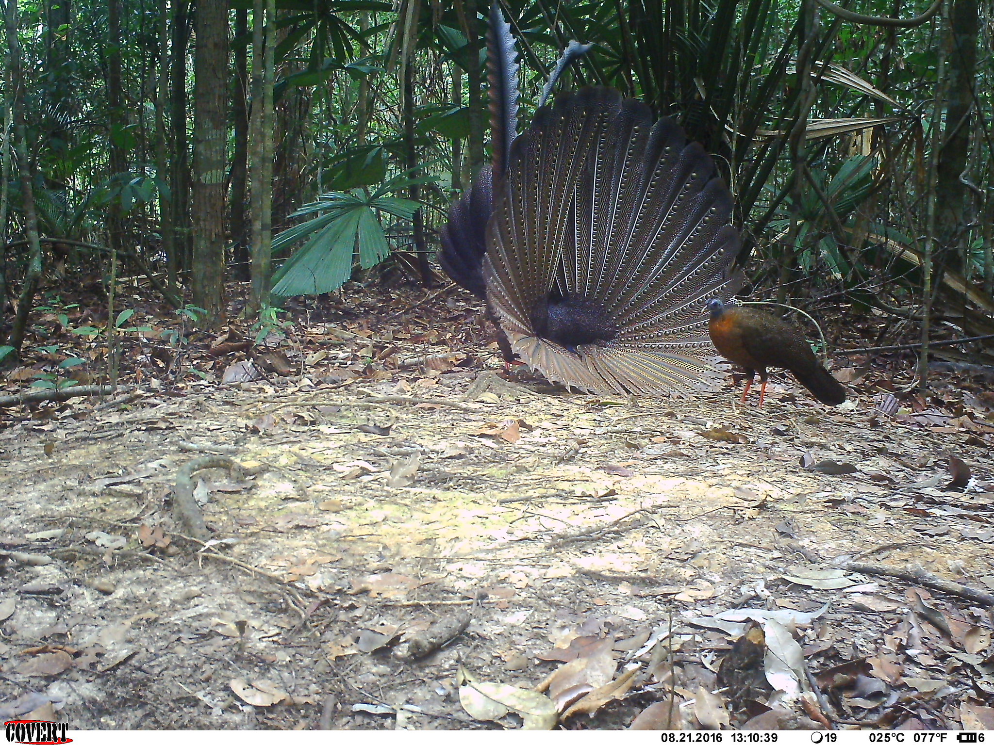 Burung Kuau Raja, Hewan yang Dinyatakan Punah Ditemukan Lagi di Aceh