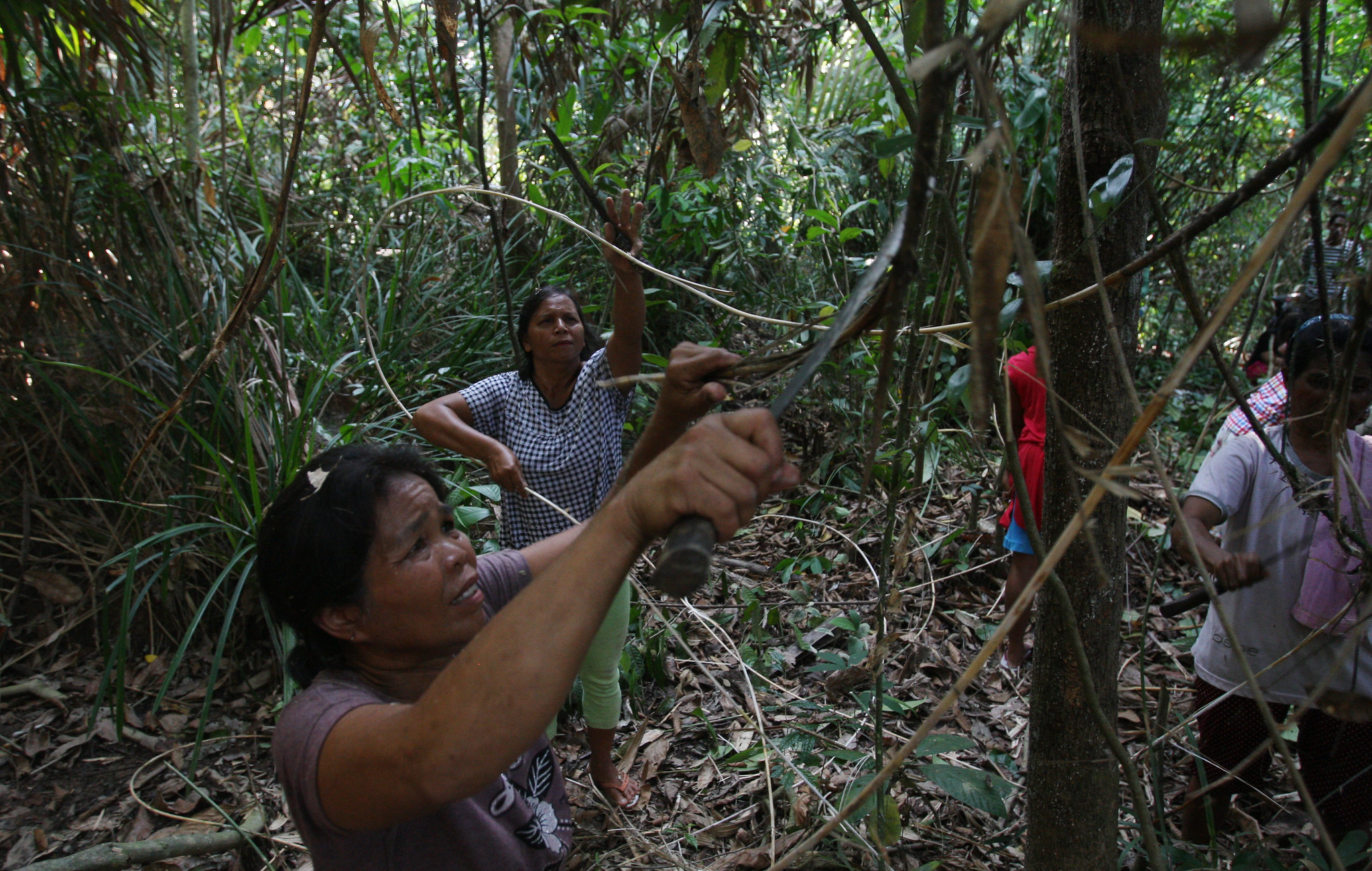 Mengenal Umbut Rotan yang Ternyata Lezat untuk Dimakan
