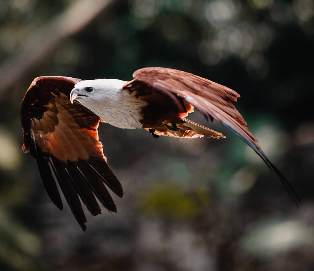 Elang Bondol, Burung Maskot DKI Jakarta yang Dilindungi