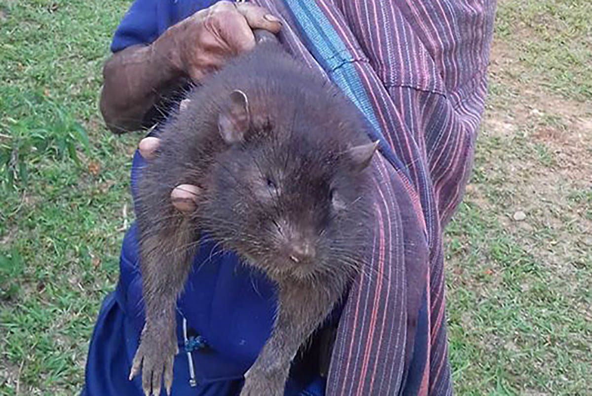Jenis Tikus Raksasa Ini Masih Ada dan Hidup di Rimba Flores