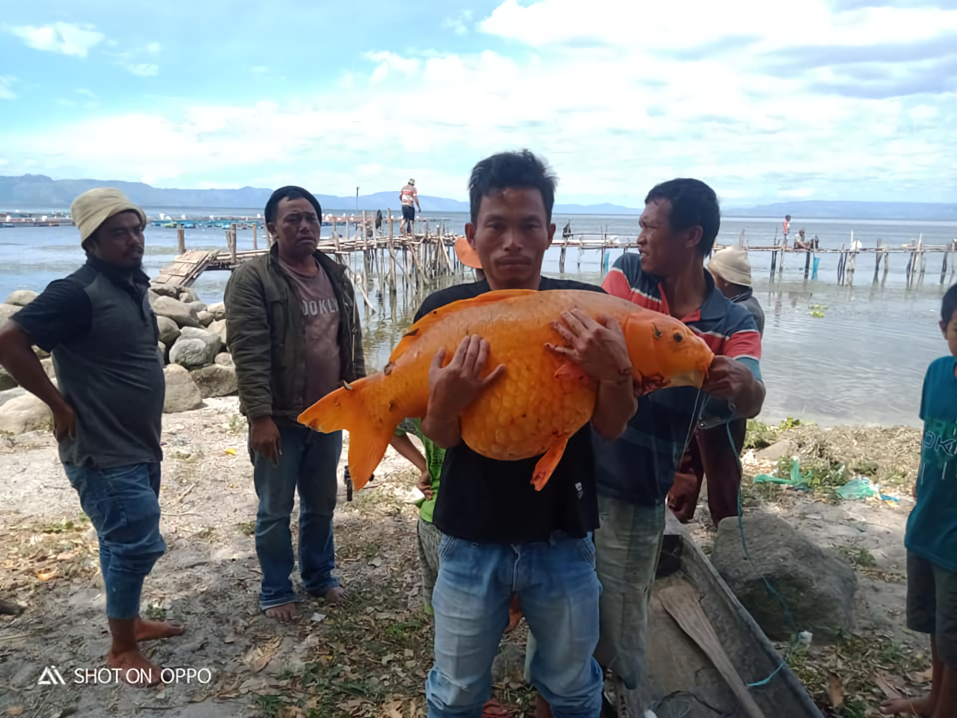 Legenda Ikan Mas Raksasa Danau Toba yang Dikeramatkan Masyarakat