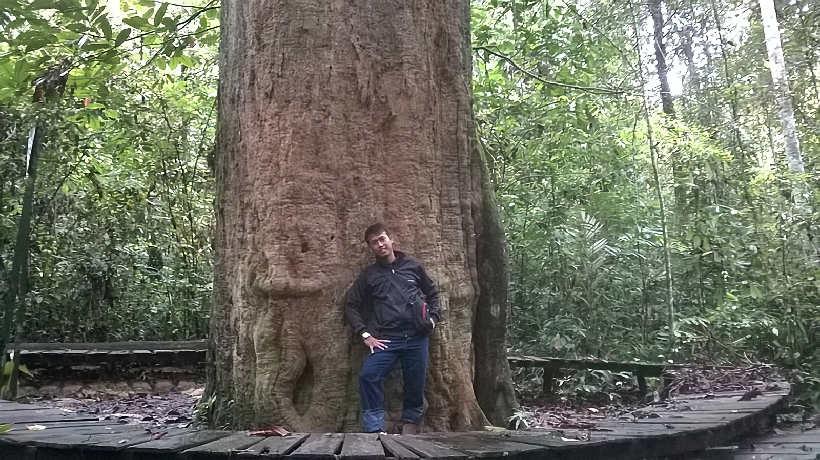 Mengenal Pohon Ulin, Si Kayu Besi yang Dibanggakan oleh Suku Dayak