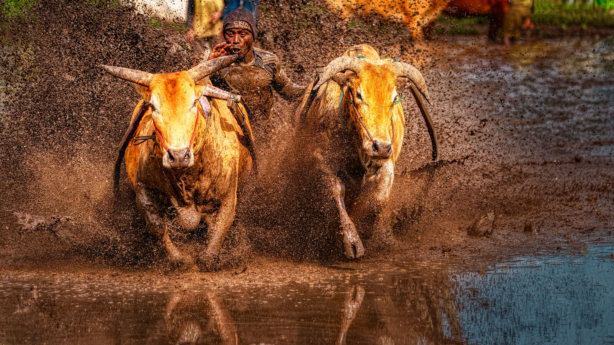 Menyaksikan Pacu Jawi dari Minangkabau yang Sekadar Balapan Sapi
