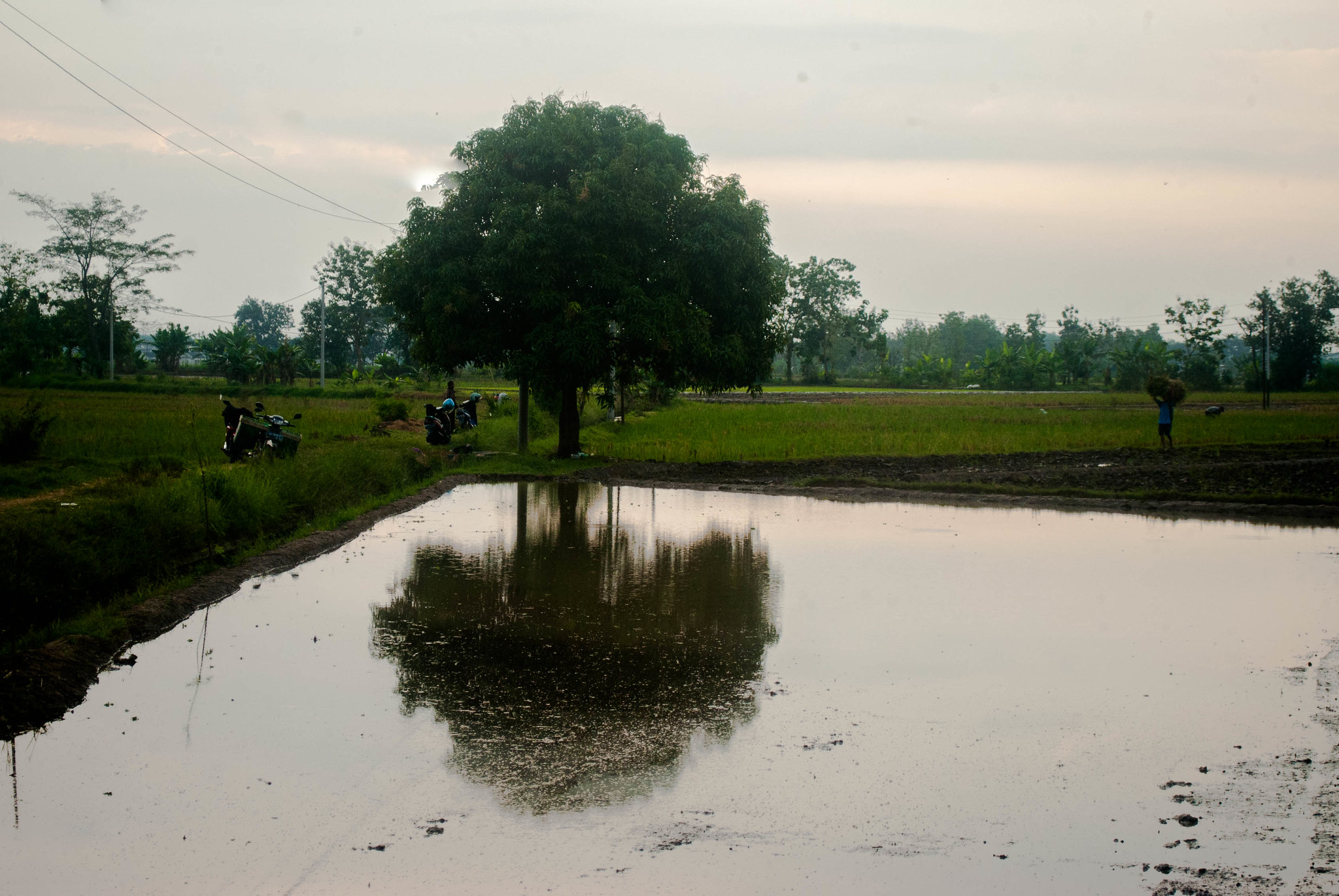 Peran Batang Garing sebagai Lambang Abadi Masyarakat Dayak