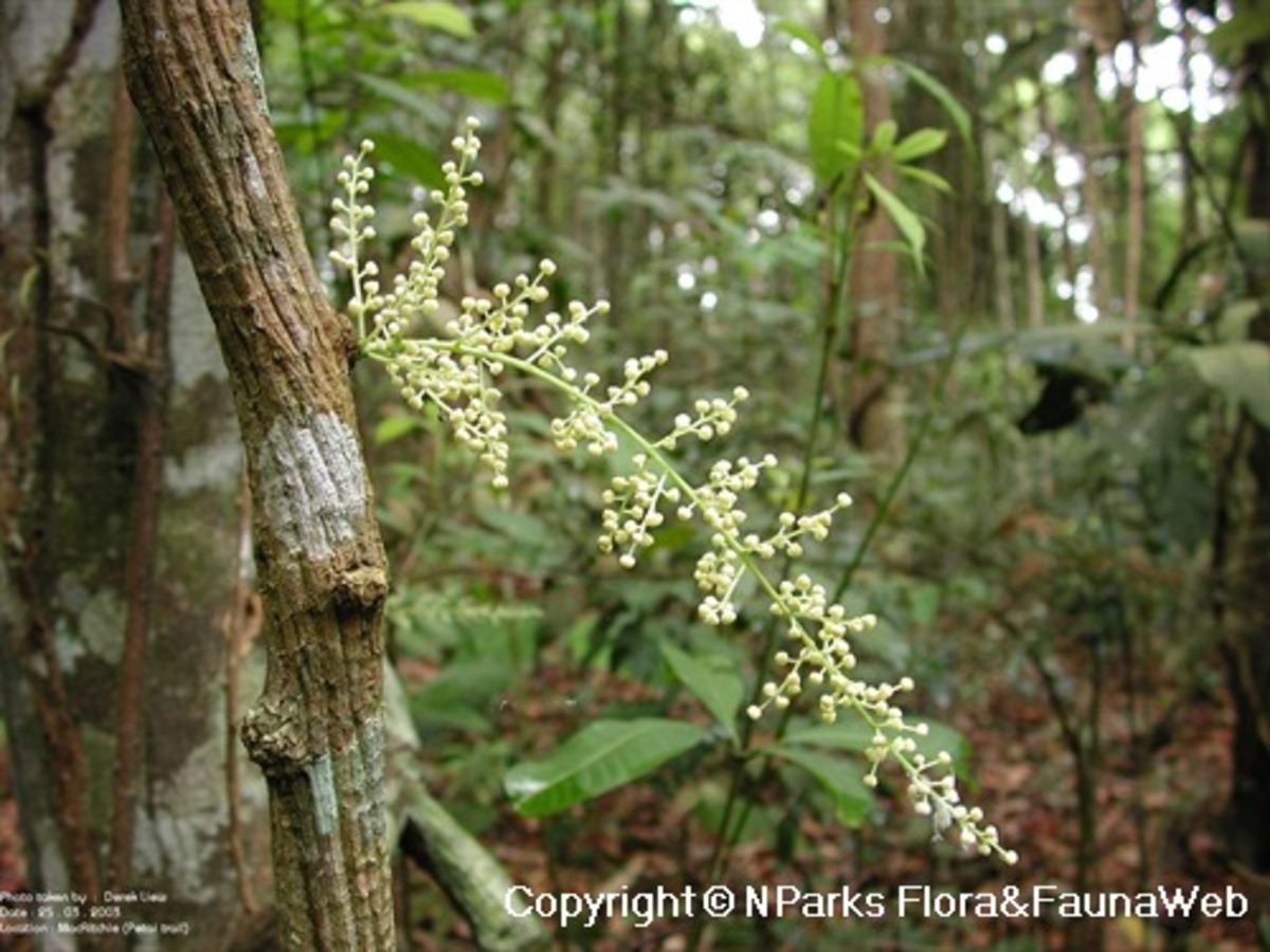 Akar Kuning, Tanaman Herbal dari Kalimantan yang Bisa Sembuhkan Banyak ...