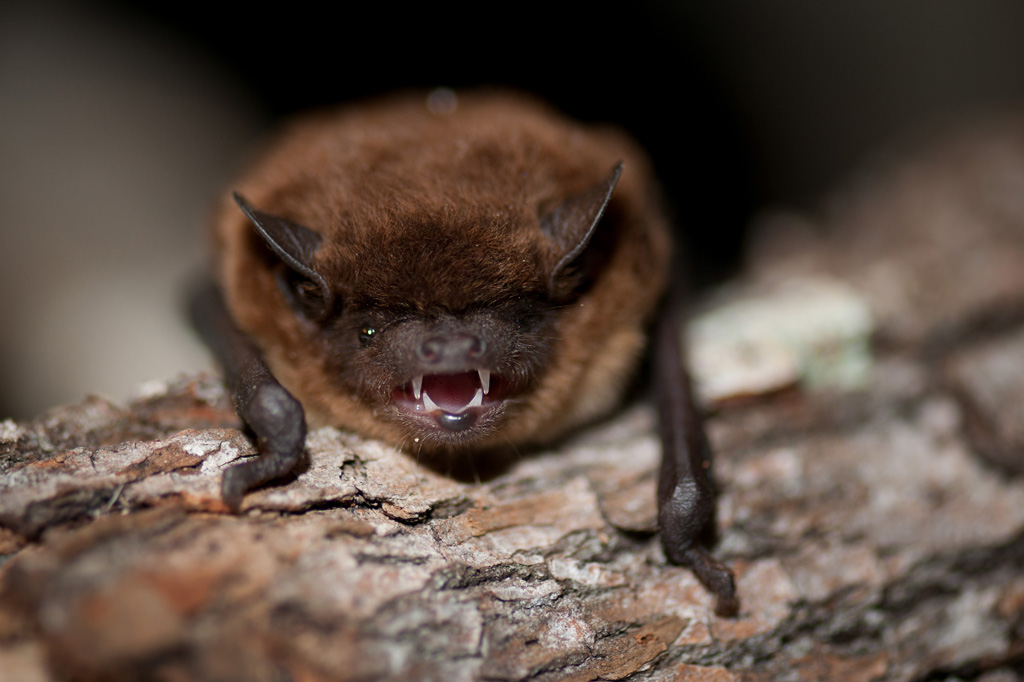 Menikmati Paniki, Kuliner dari Olahan Daging Kelelawar Khas Minahasa