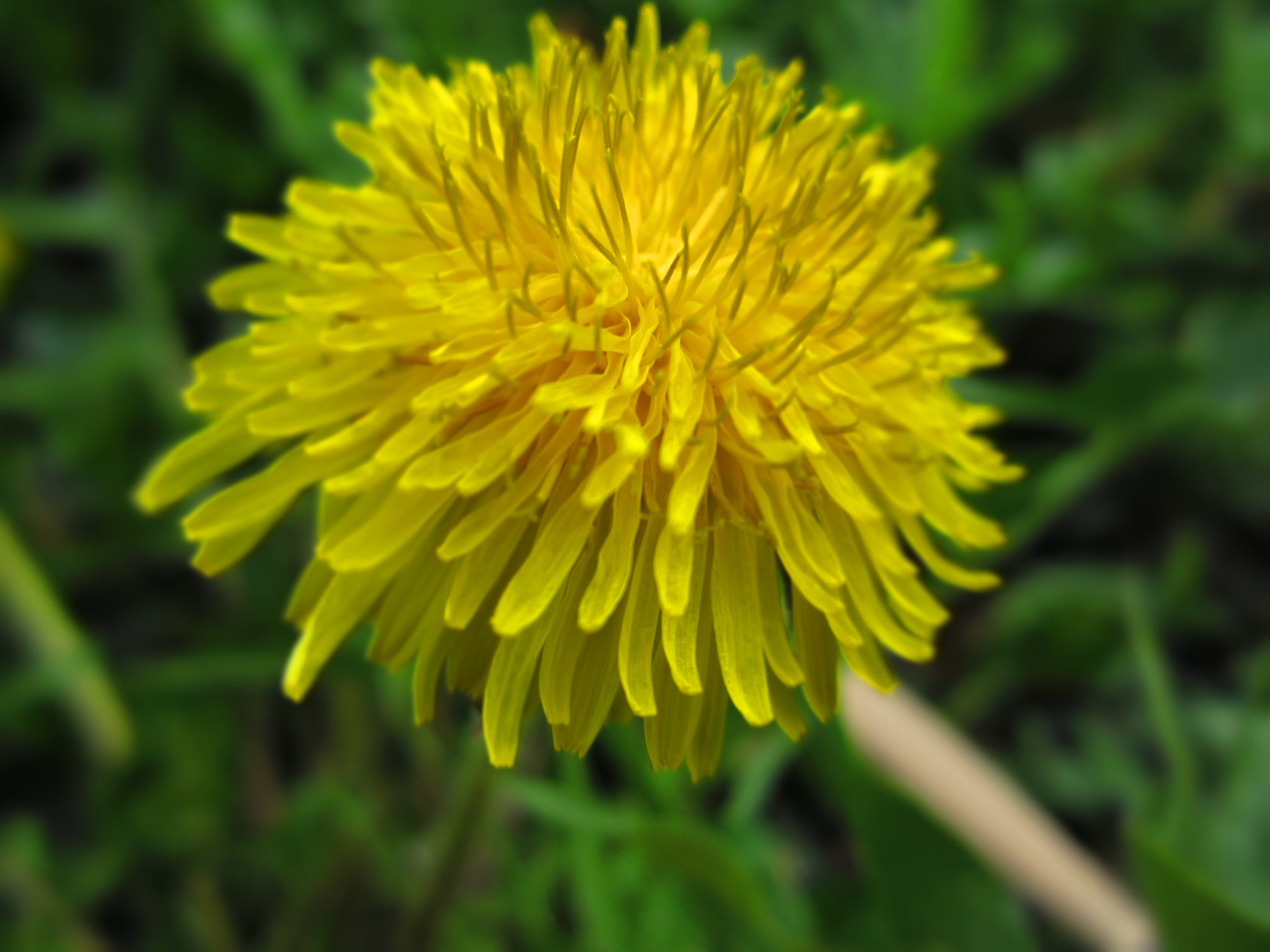 Kisah Bunga Dandelion, Berasal dari Eropa Memberi Beragam Manfaat ke ...