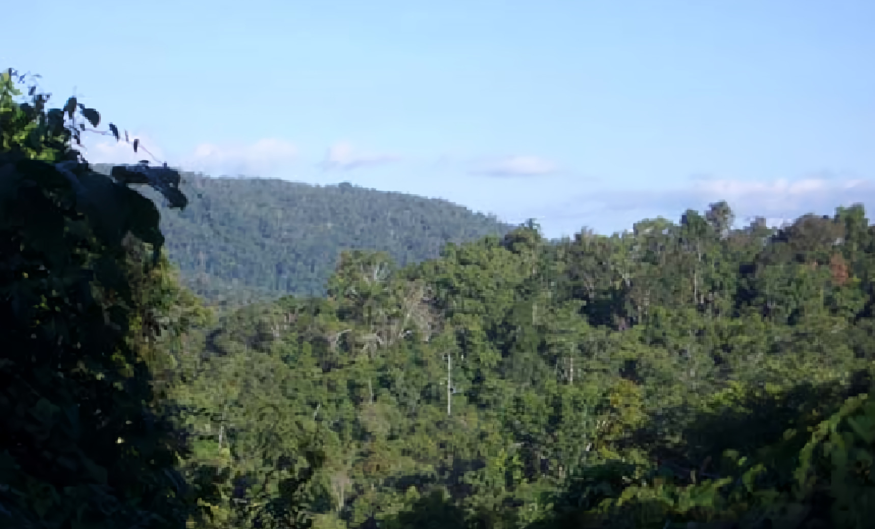 Hutan Ranjuri Nan Luhur: Hutan Purba yang Jaga Desa Beka dari Bencana Alam