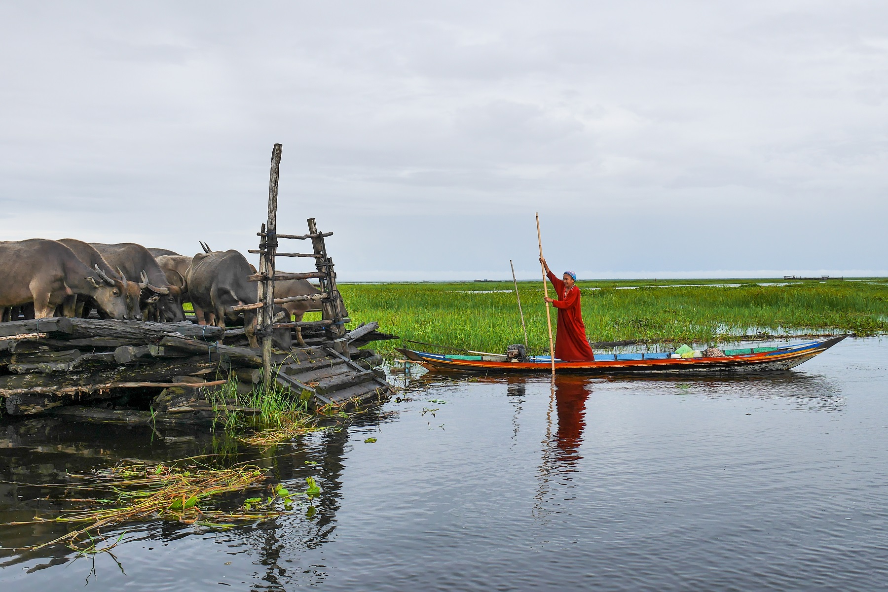 Berbeda dengan Kerbau Darat, Inilah Uniknya Kerbau Rawa Amuntai