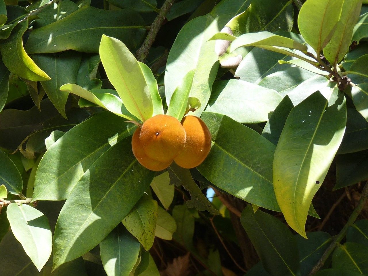 Buah Bisbul, Buah Bundar Berbulu yang Kaya Manfaat Kesehatan