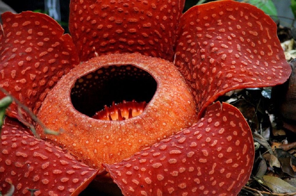 3 Bunga Ini Ternyata Adalah Bunga Nasional Indonesia