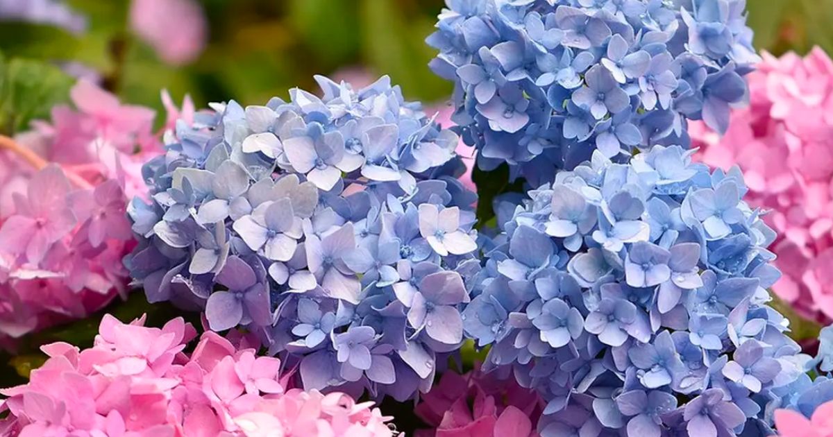 Bunga Panca Warna: Dari Mitos hingga Cara Merawatnya