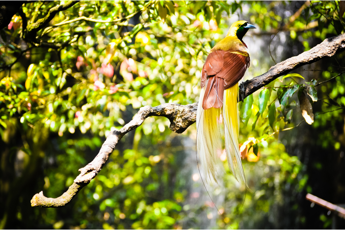 7 Burung Endemik Pulau Papua yang Unik dan Eksotik