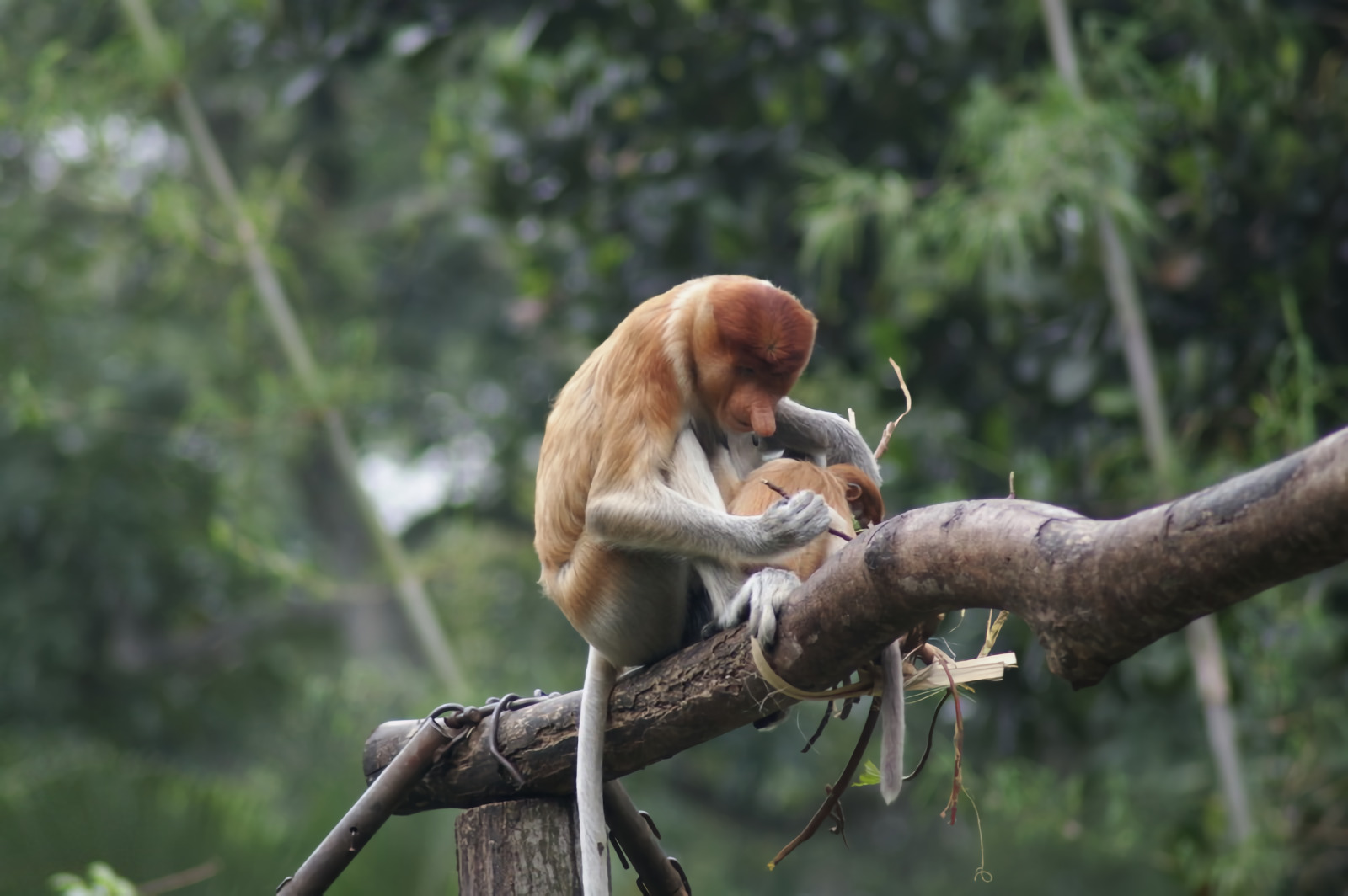 Merawat Habitat Bekantan yang Terancam karena Adanya Pembangunan IKN