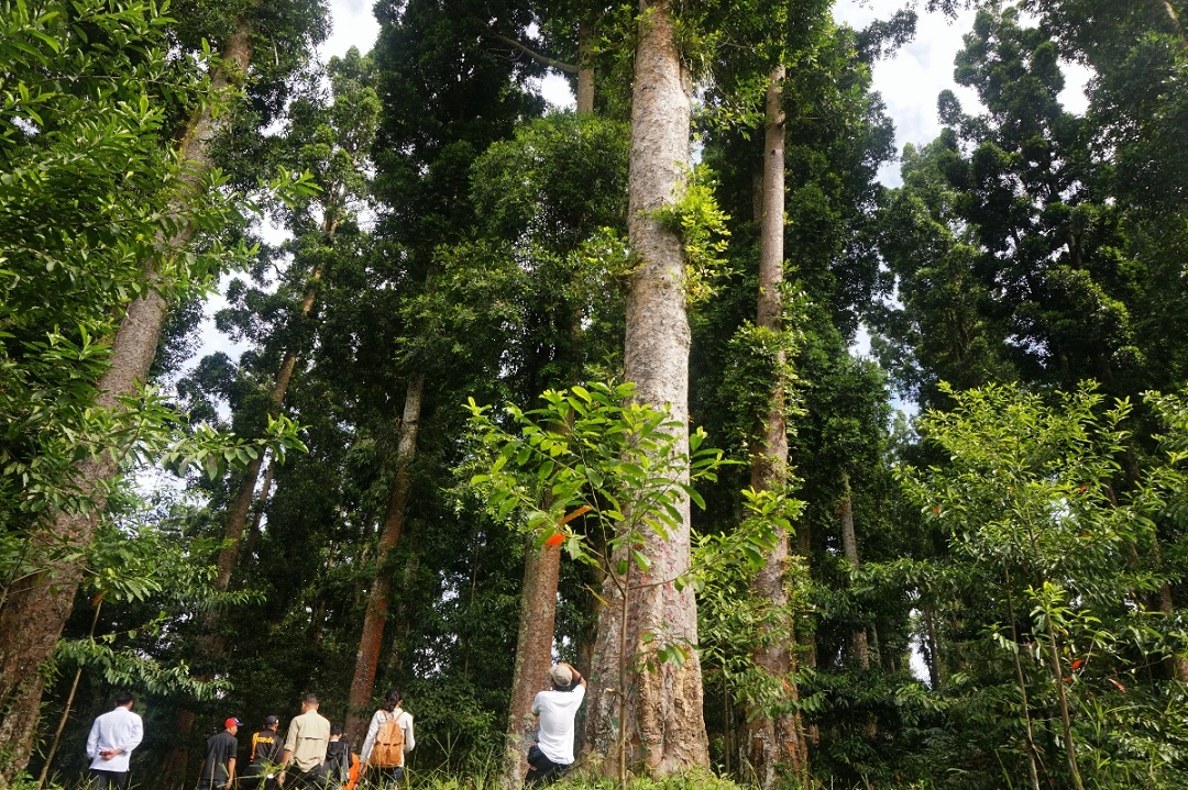 Berkat Green Wall Taman Nasional Yang Mulanya Terdegradasi Kini Menjadi ...