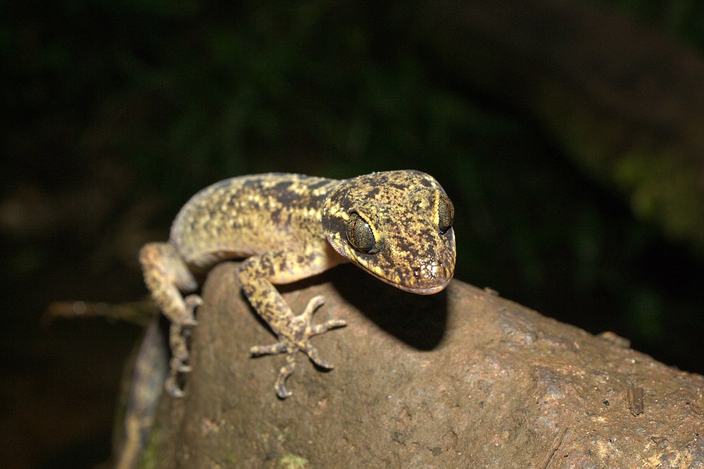 Ragam Jenis Cecak di Indonesia dan Mitos di Baliknya