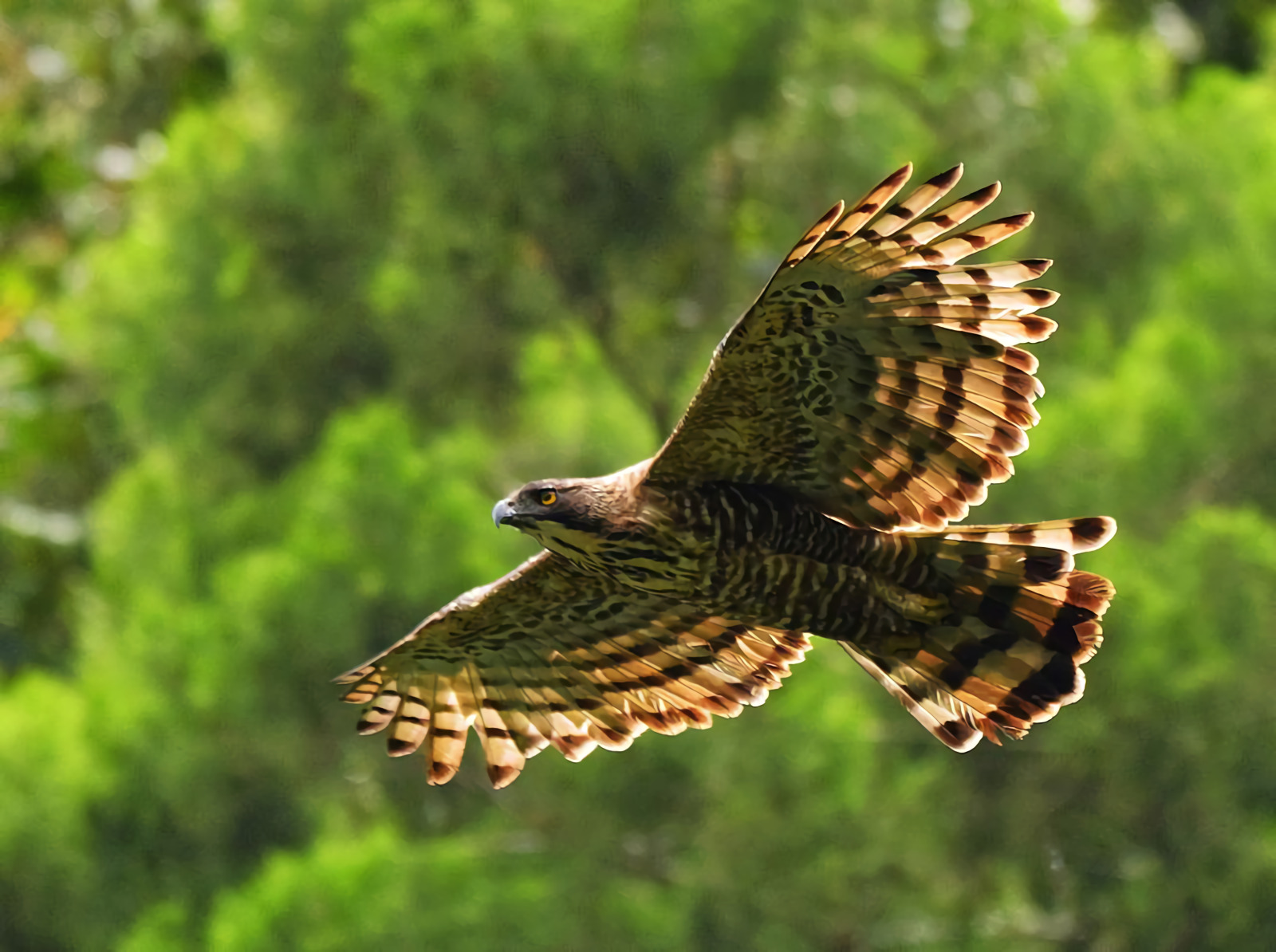 Mengenal Elang Jawa, Burung Legendaris Penjelmaan dari Garuda