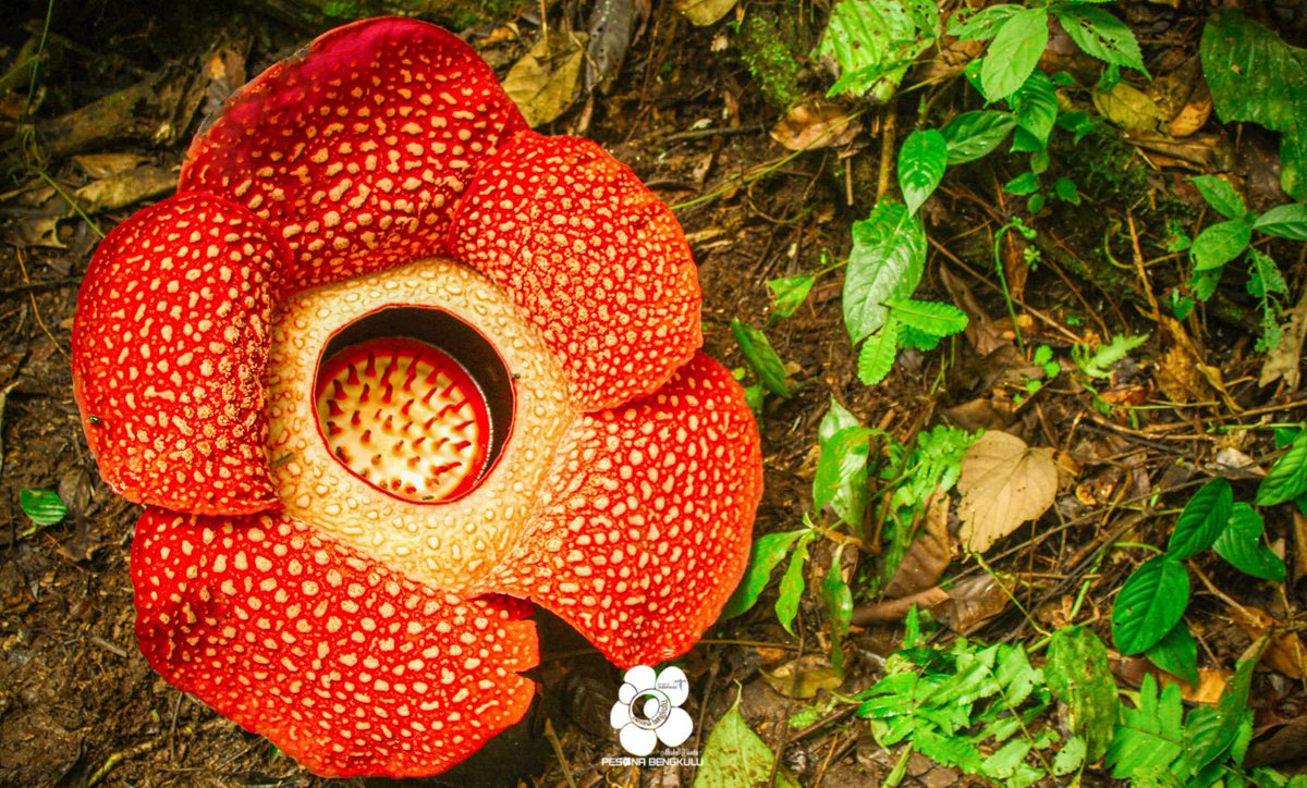 Beberapa Jenis Rafflesia di Indonesia