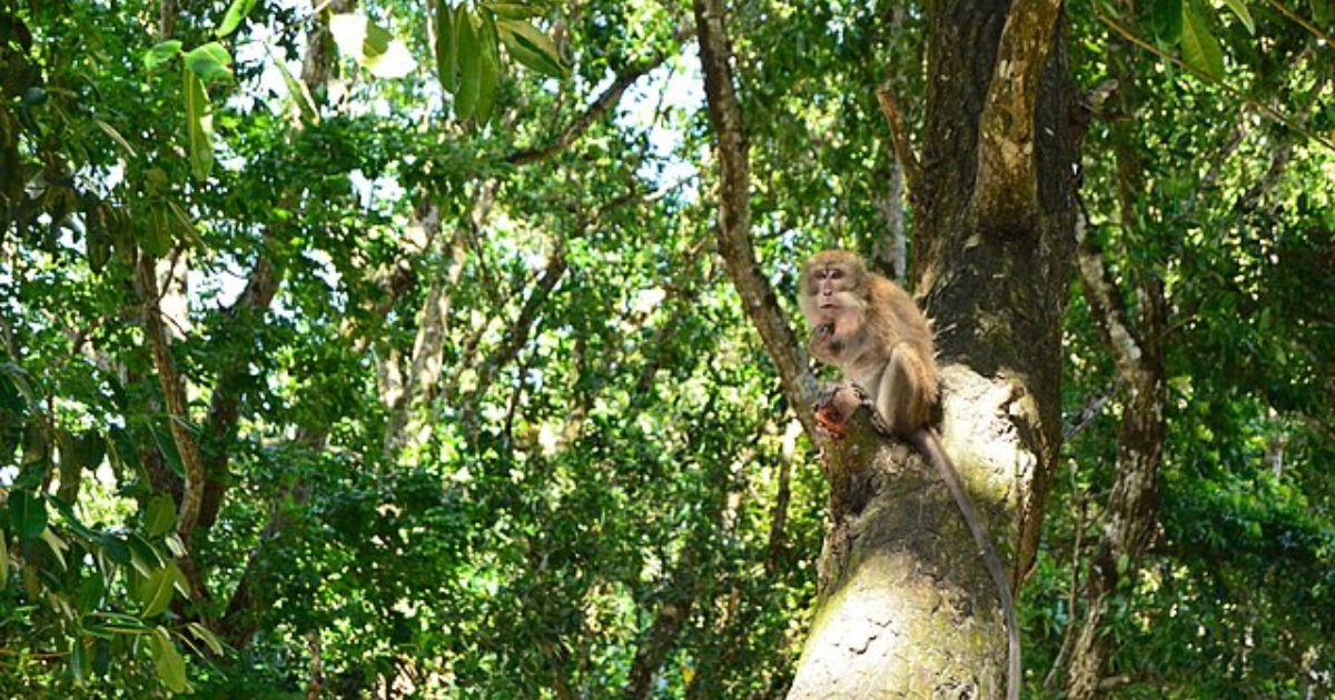 Taman Nasional Ujung Kulon, Menelusuri Keanekaragaman Hayati di ujung Barat Pulau Jawa