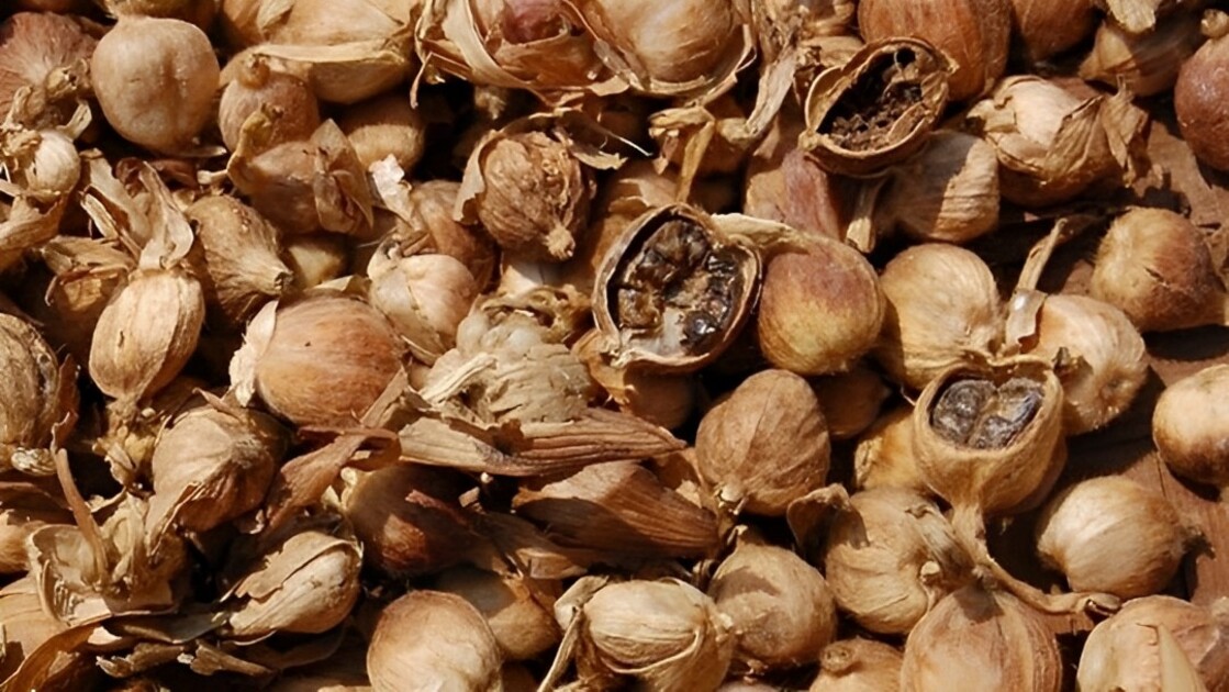 Mengenal Kapulaga Jawa, Rempah-Rempah Indonesia dengan Berbagai Manfaat