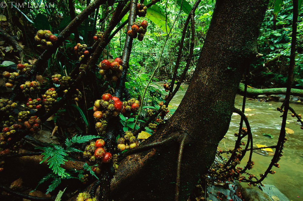 Tak Banyak yang Tahu, inilah Tumbuhan Maskot Sulawesi Utara