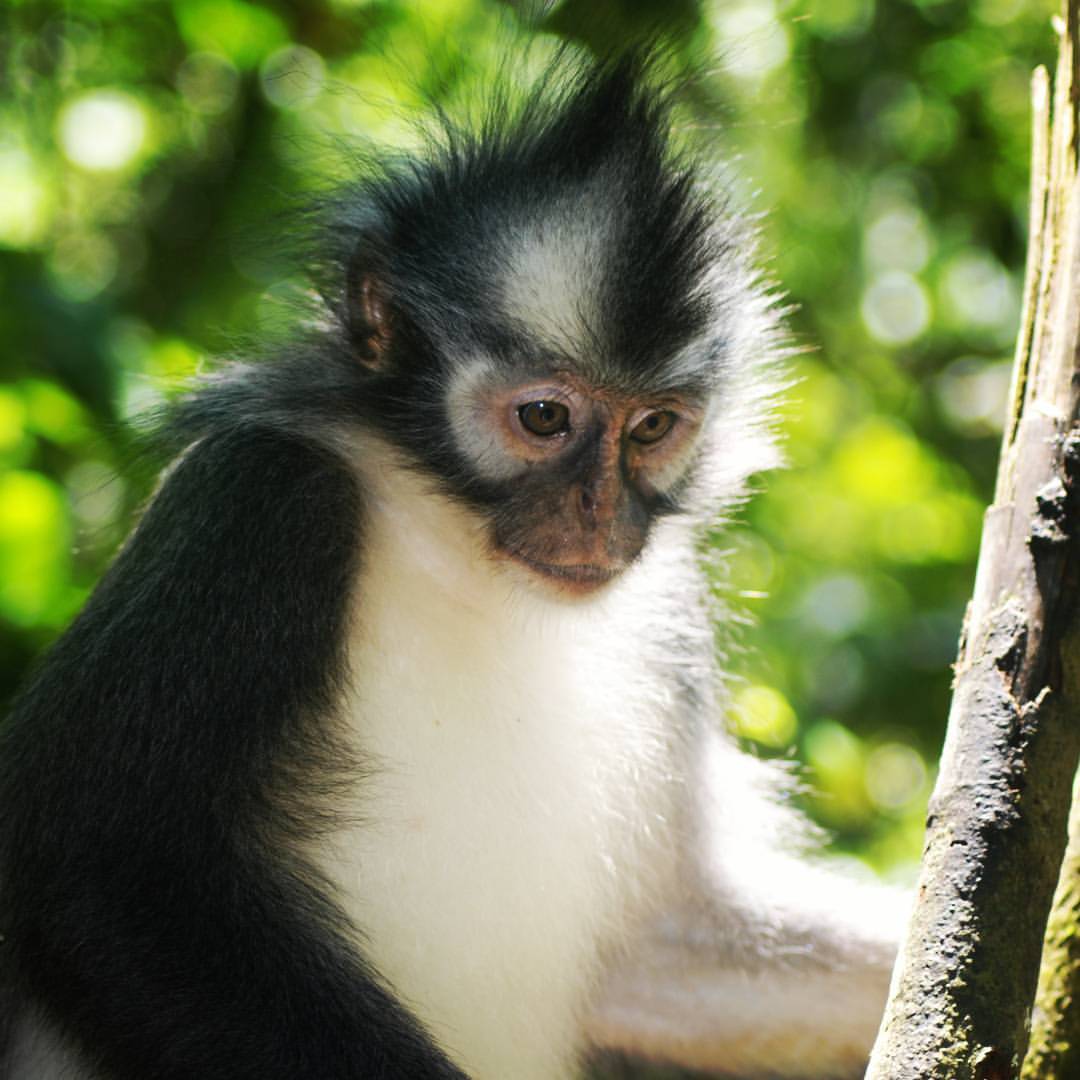 Monyet Kedih, Primata Berjambul Asal Sumut yang Dilindungi!