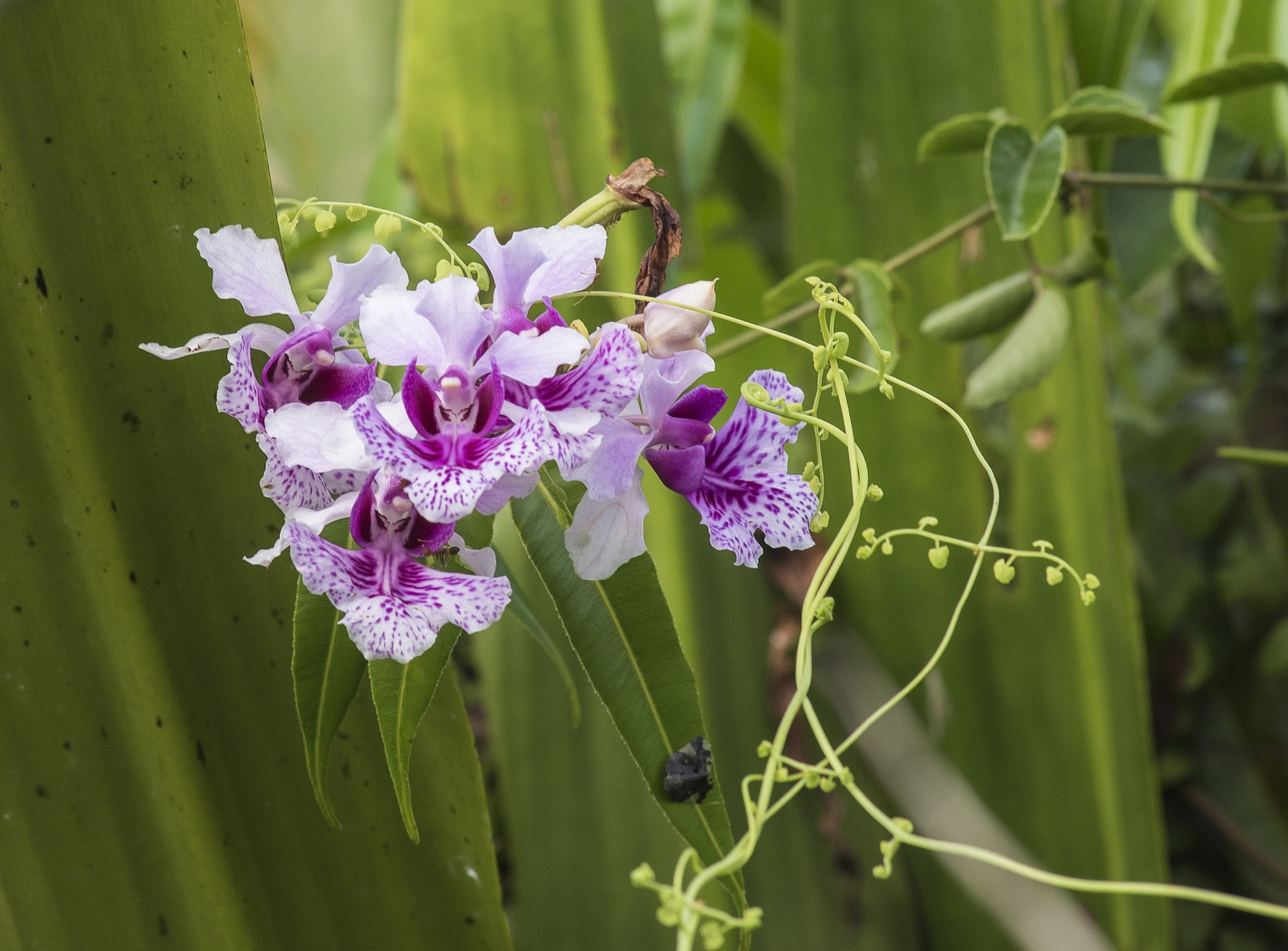 Potret Eksistensi Anggrek Pensil, Si Ratu Anggrek dari Bengkulu