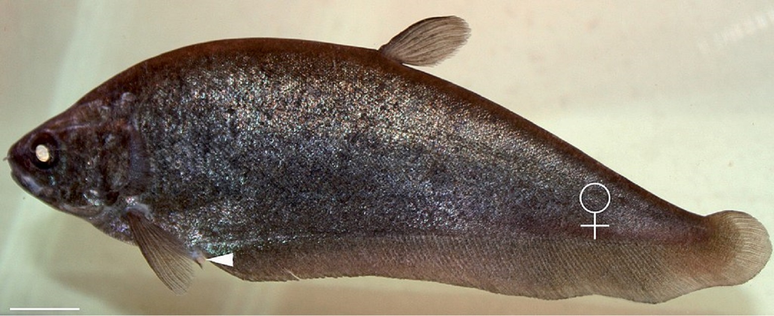 Mengenal Belida Jawa (Notopterus notopterus) dari Ciri, Habitat, dan ...