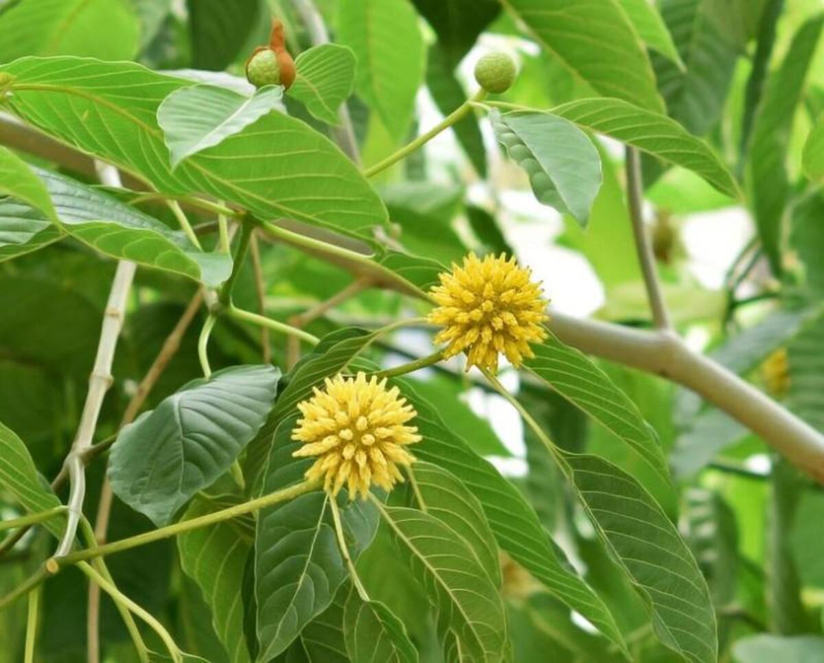 Mengenal Tanaman Kratom, dari Ciri Hingga Manfaat Daunnya