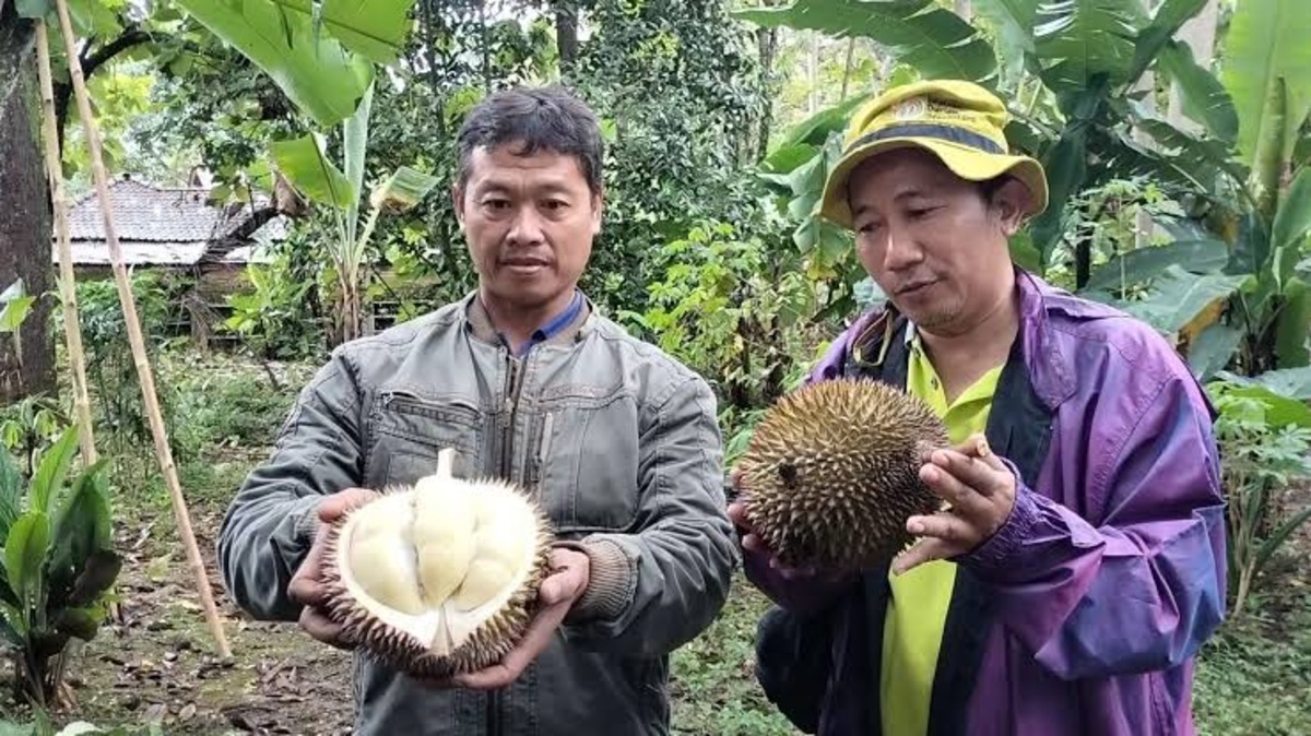 Mengenal Durian Milky Khas Batang yang Legit Seperti Susu