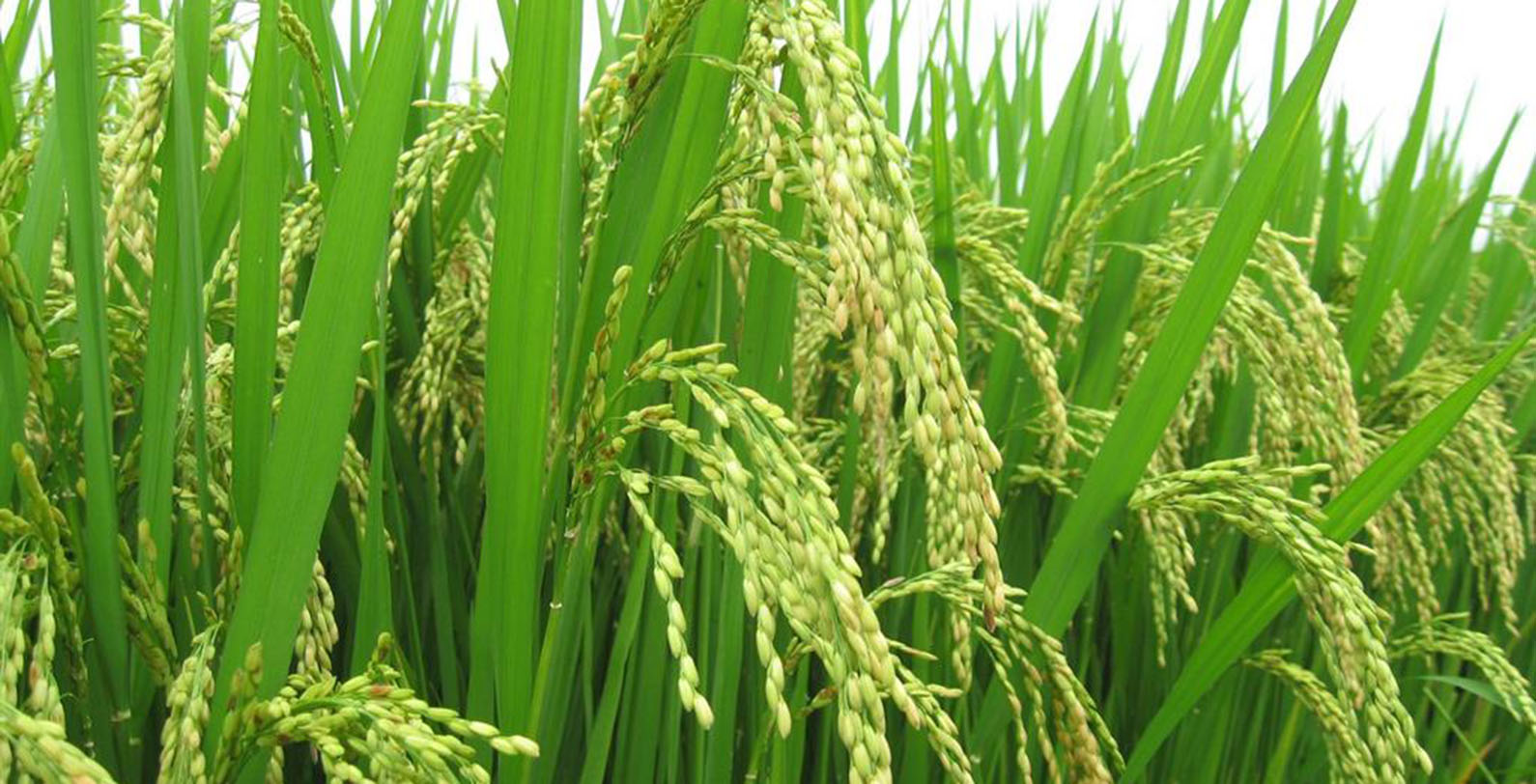 Jenis jenis Padi di Indonesia