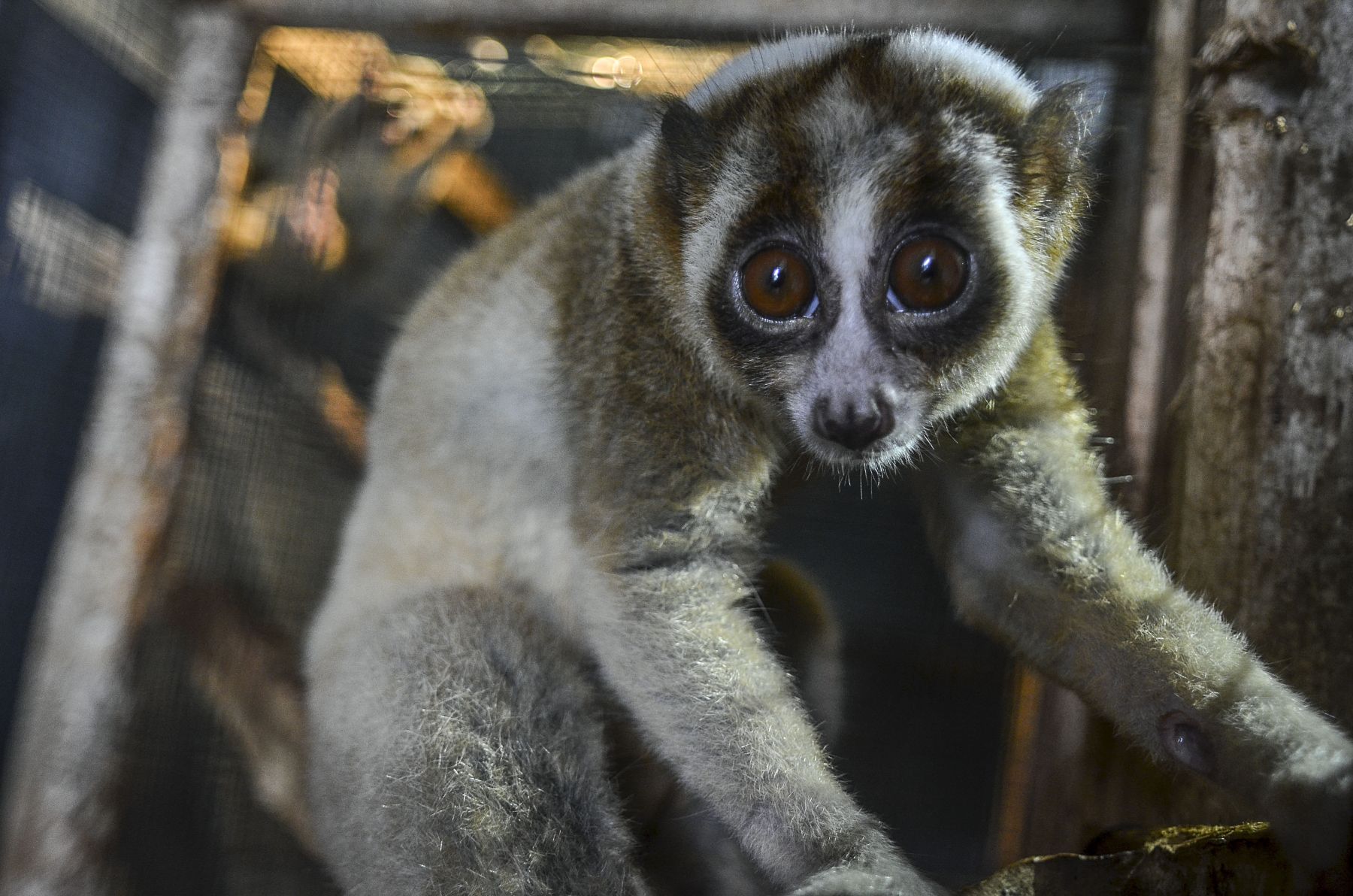 Mengenal Kukang Jawa, Salah satu Primata yang Dilindungi di Indonesia
