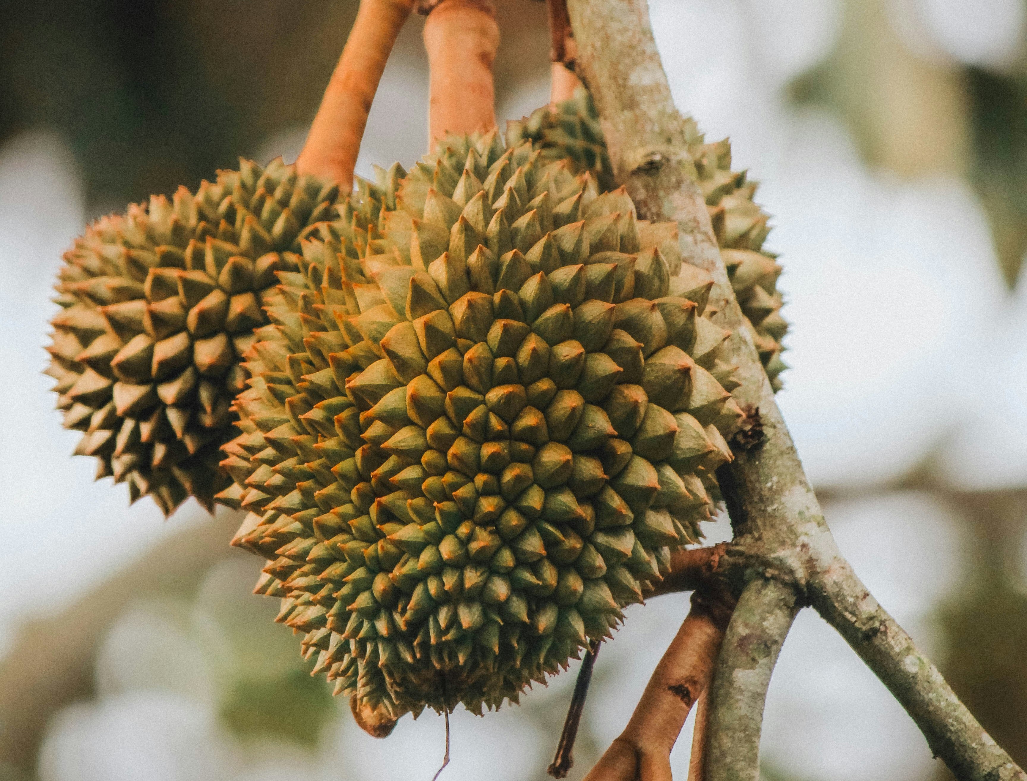 15 Oleh-oleh Khas Pekanbaru, Wajib Coba Saat Liburan dan Mudik!