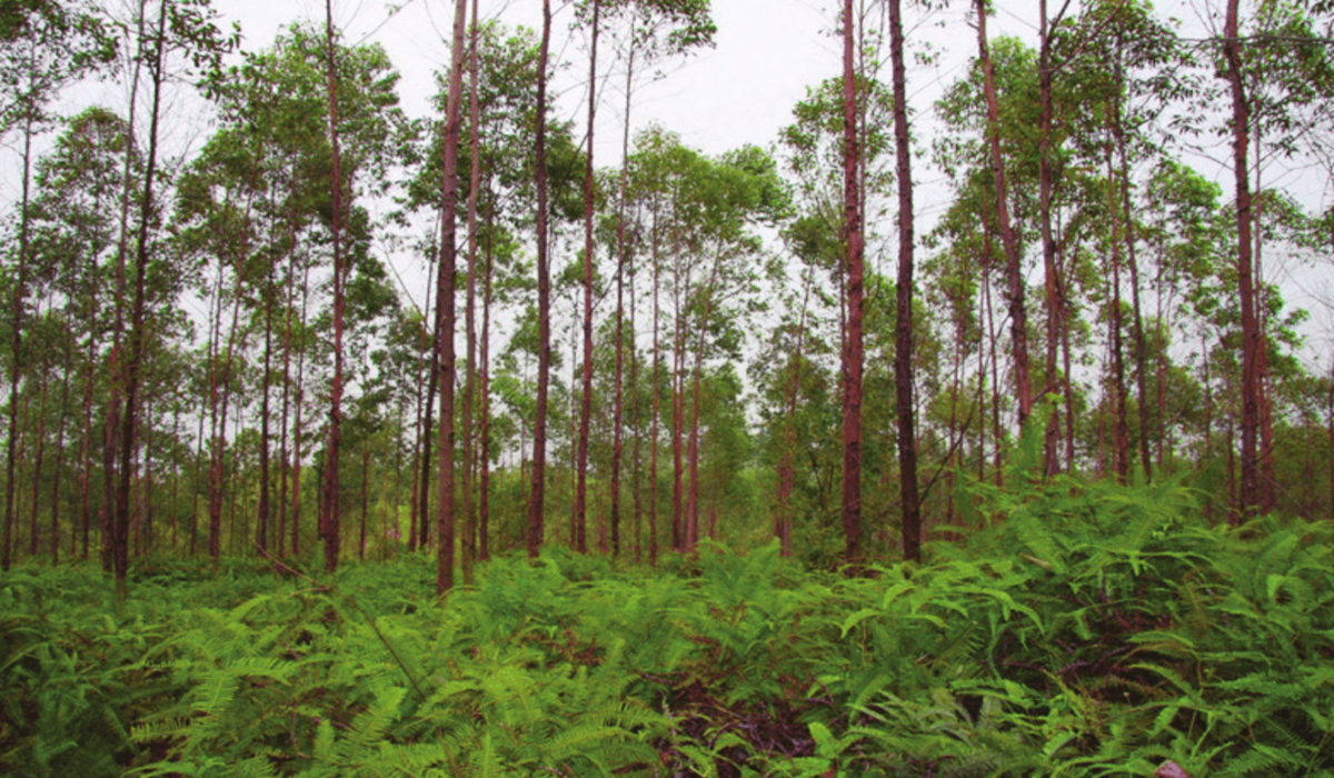 Ampupu, Pohon Endemik Nusa Tenggara Timur yang Bernilai Tinggi