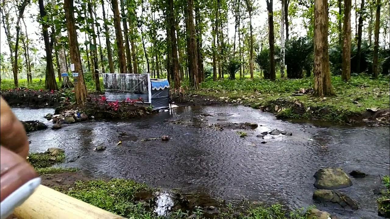 Ayo ke Kapas Ijo! Wisata Hits Lumajang yang Wajib Dikunjungi!