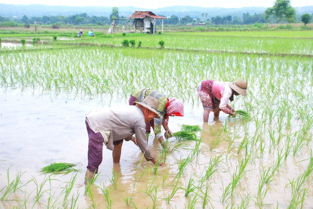 Bagaimana Mewujudkan Swasembada Pangan Agar Ketahanan Pangan Indonesia Terwujud?