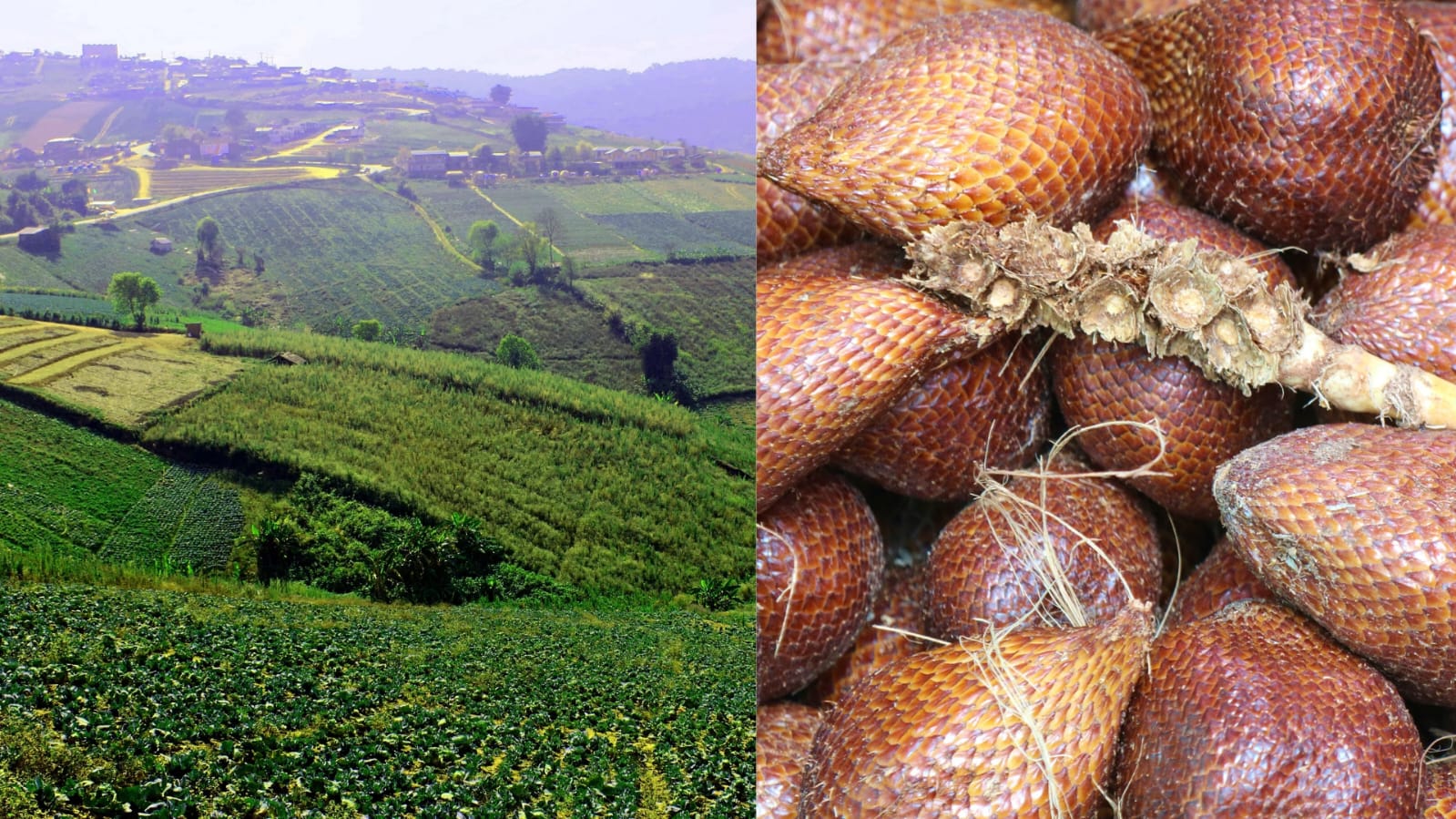 Bangga! Sistem Agroforestri Salak Bali Mendapatkan Pengakuan dari FAO PBB