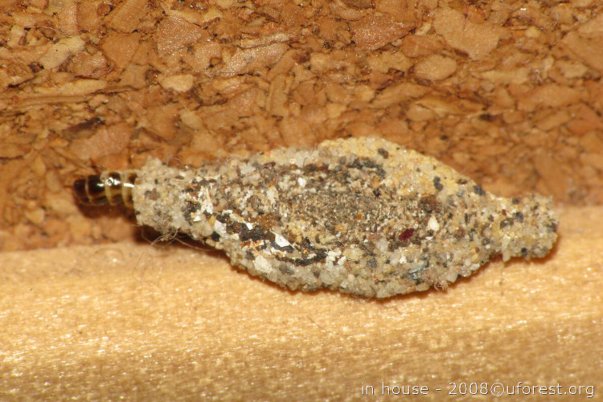 Bisa Sebabkan Gatal, Inilah Fakta Unik Serangga Kamitetep