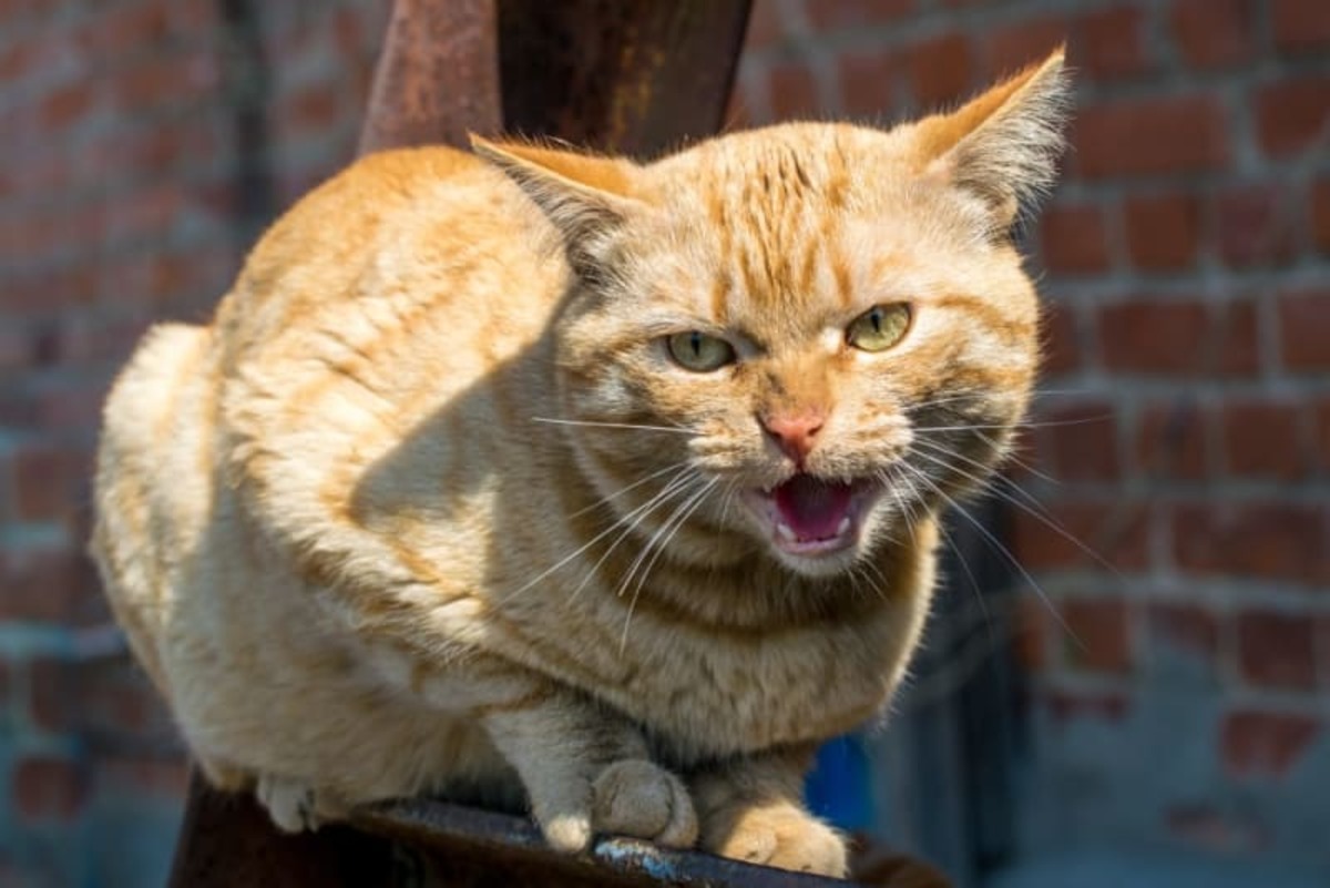 Ciri-ciri Kucing Rabies dan Cara Menangani Gigitannya