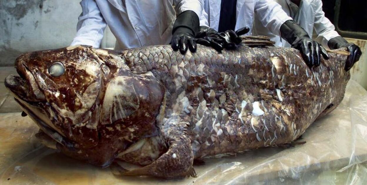 Coelacanth Indonesia, Ikan Purba yang Bisa Hidup hingga 100 Tahun